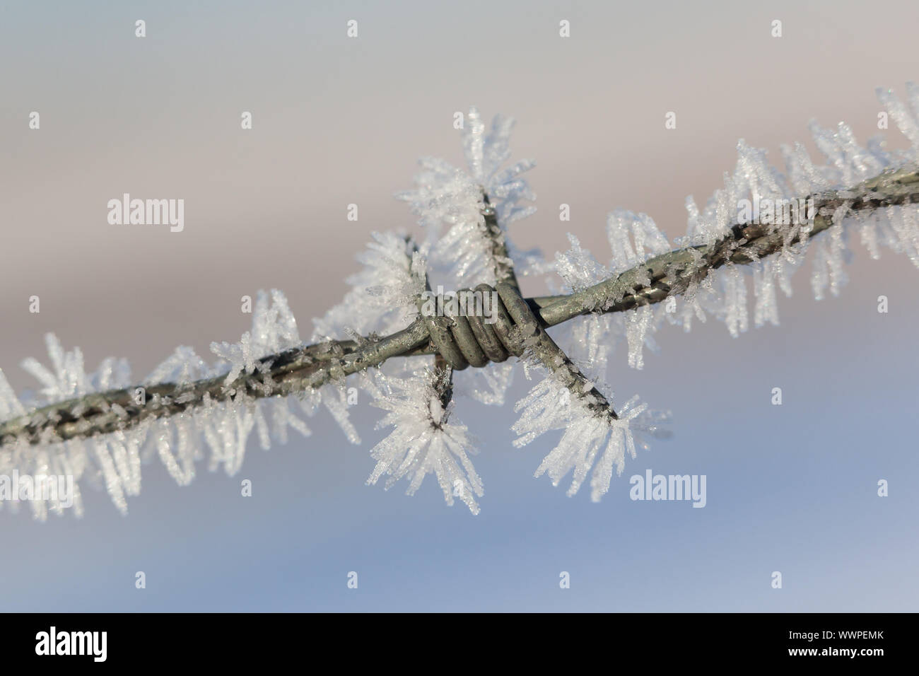 Frost Ice Crystals Stock Photo - Alamy