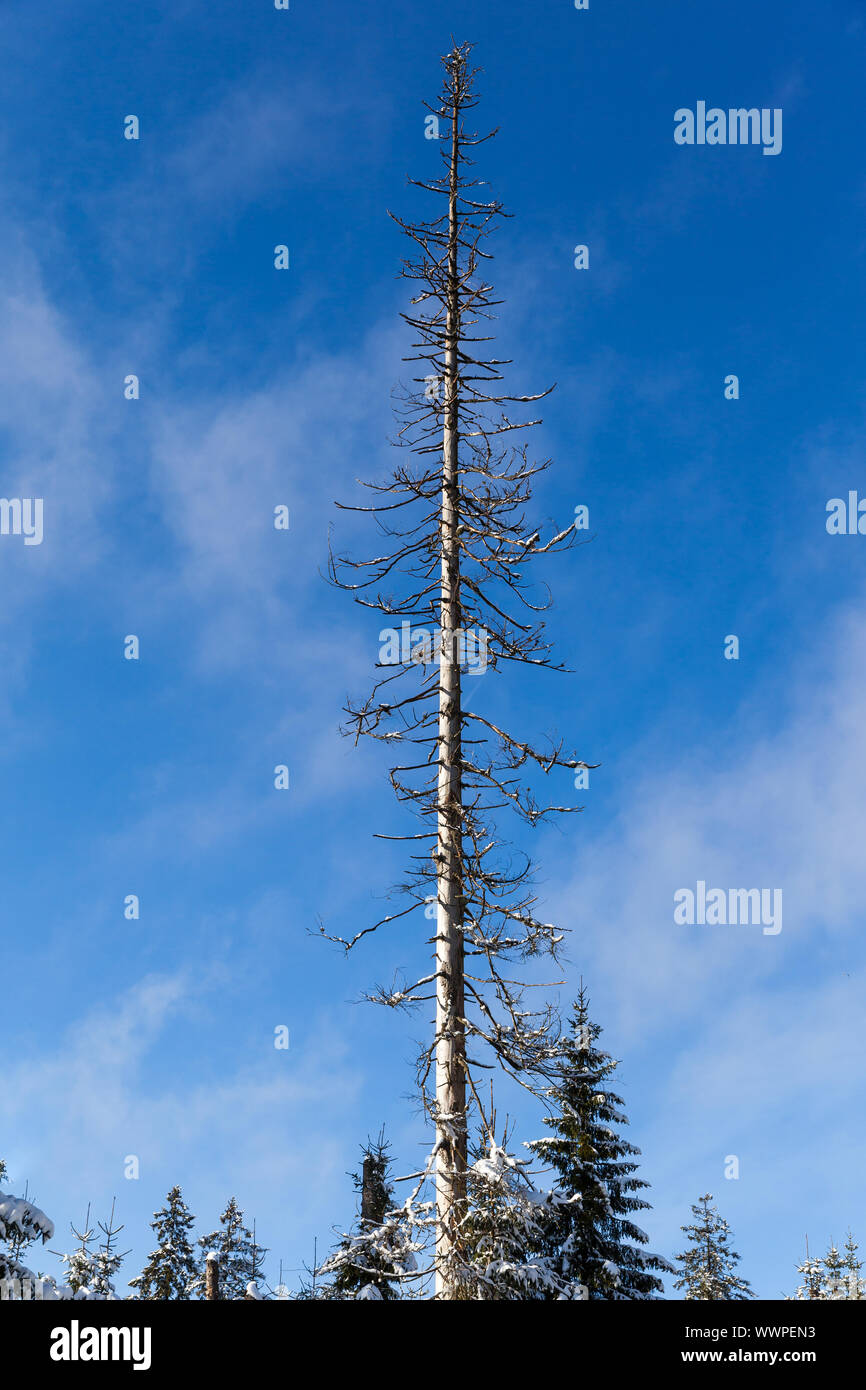 Snowy jungle hi-res stock photography and images - Alamy