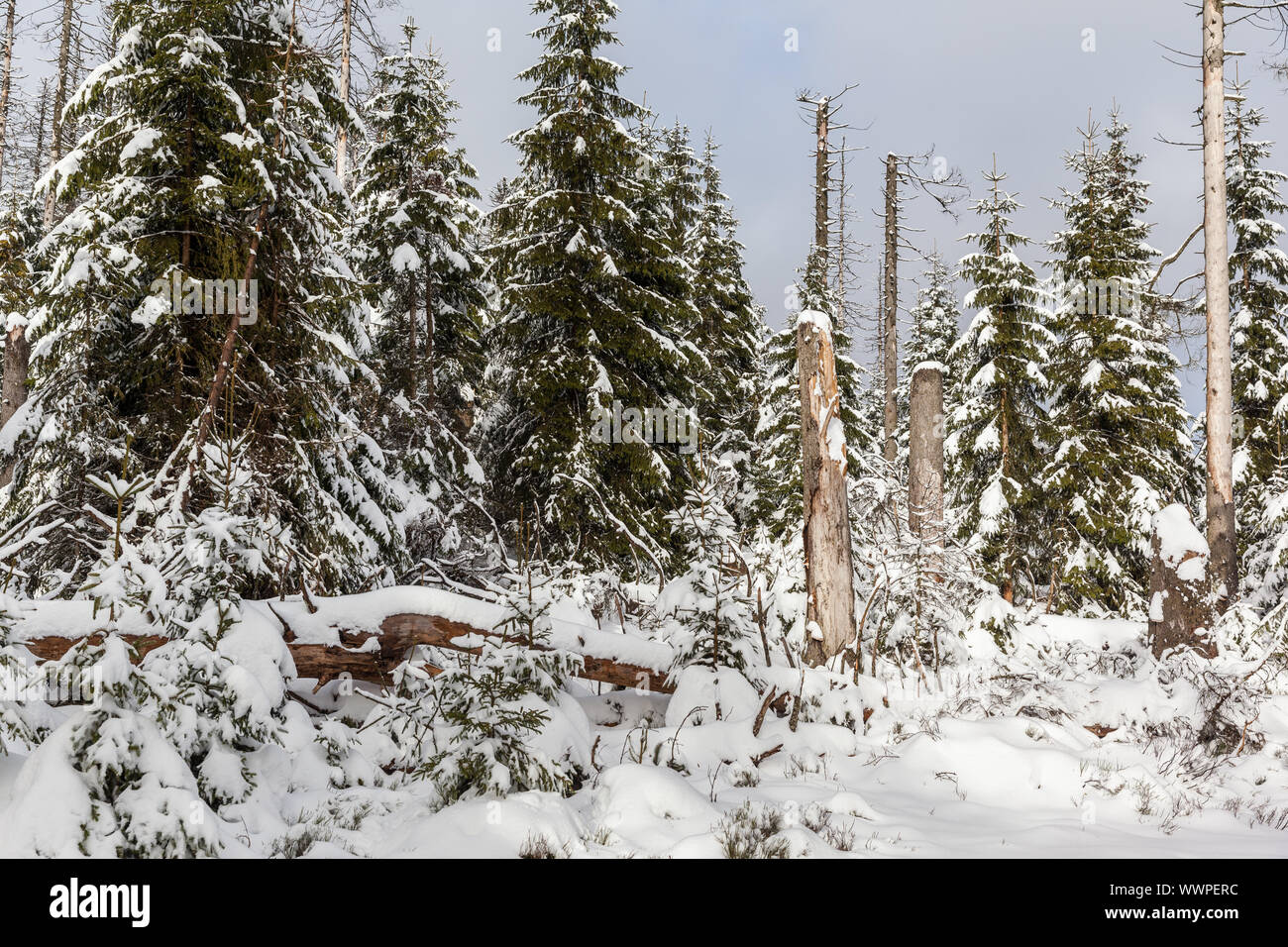 Snowy jungle hi-res stock photography and images - Alamy