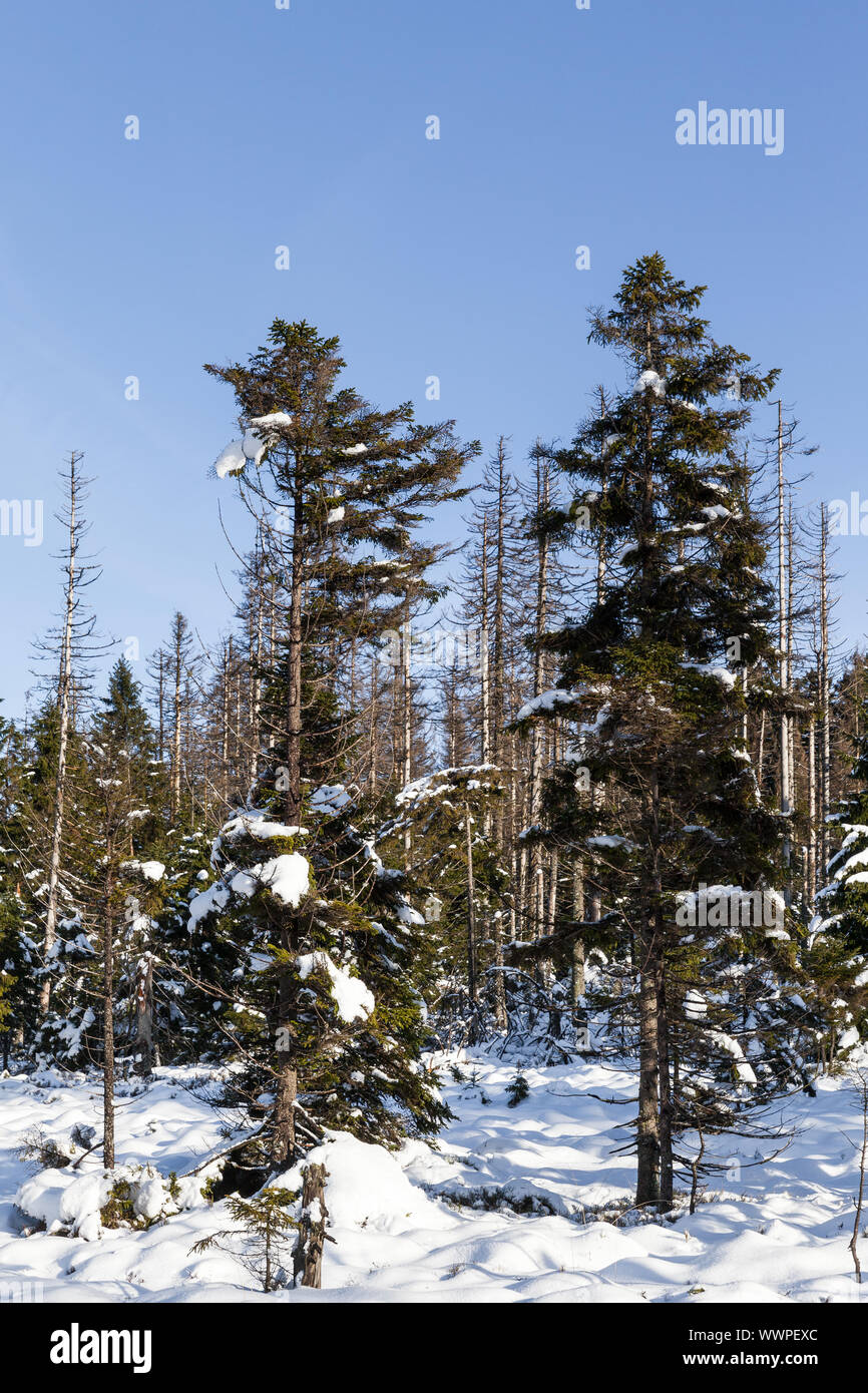 snow-covered jungle Harz National Park Stock Photo - Alamy