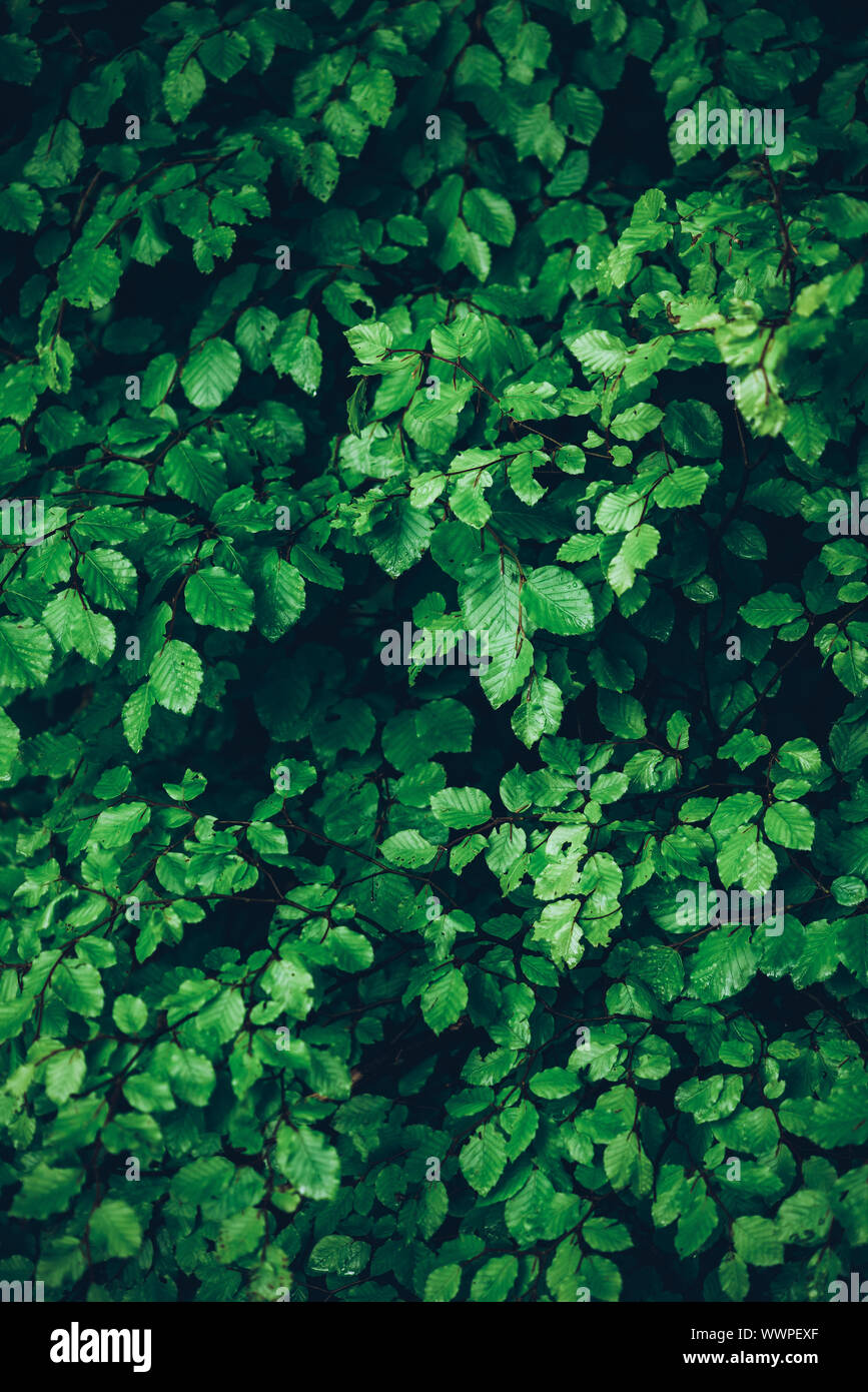 wet foliage - textures and backgrounds Stock Photo - Alamy