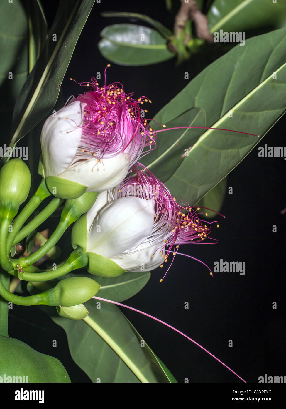 Bituon tree hi-res stock photography and images - Alamy