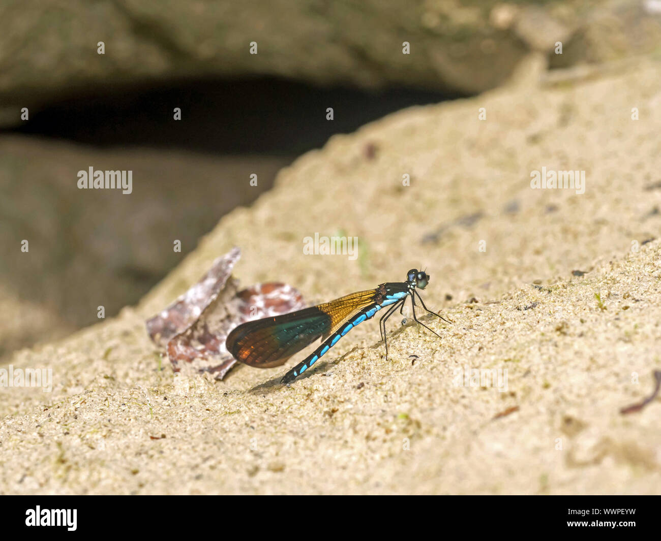 Dragonfly asia hi-res stock photography and images - Alamy