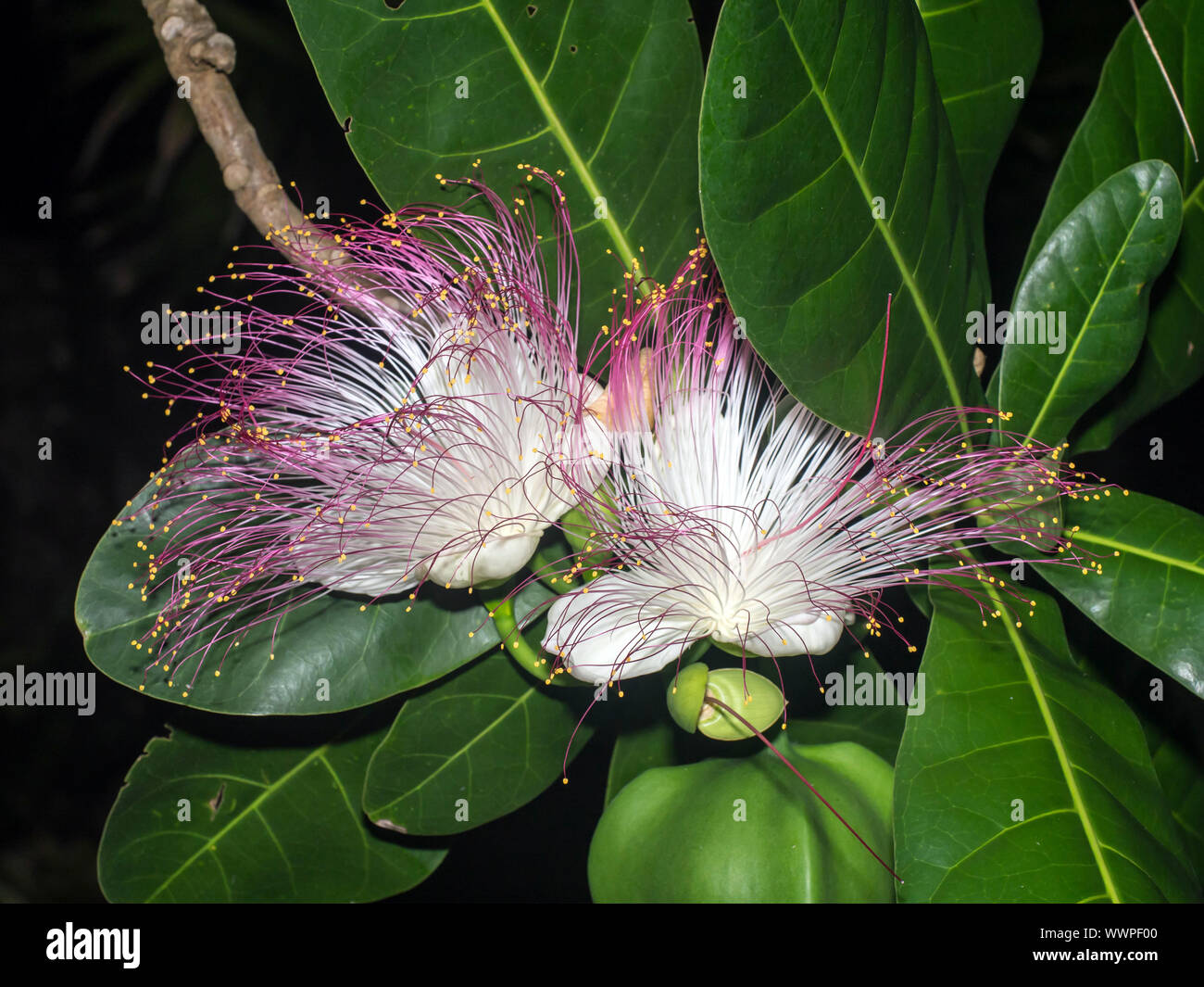 Bituon tree hi-res stock photography and images - Alamy