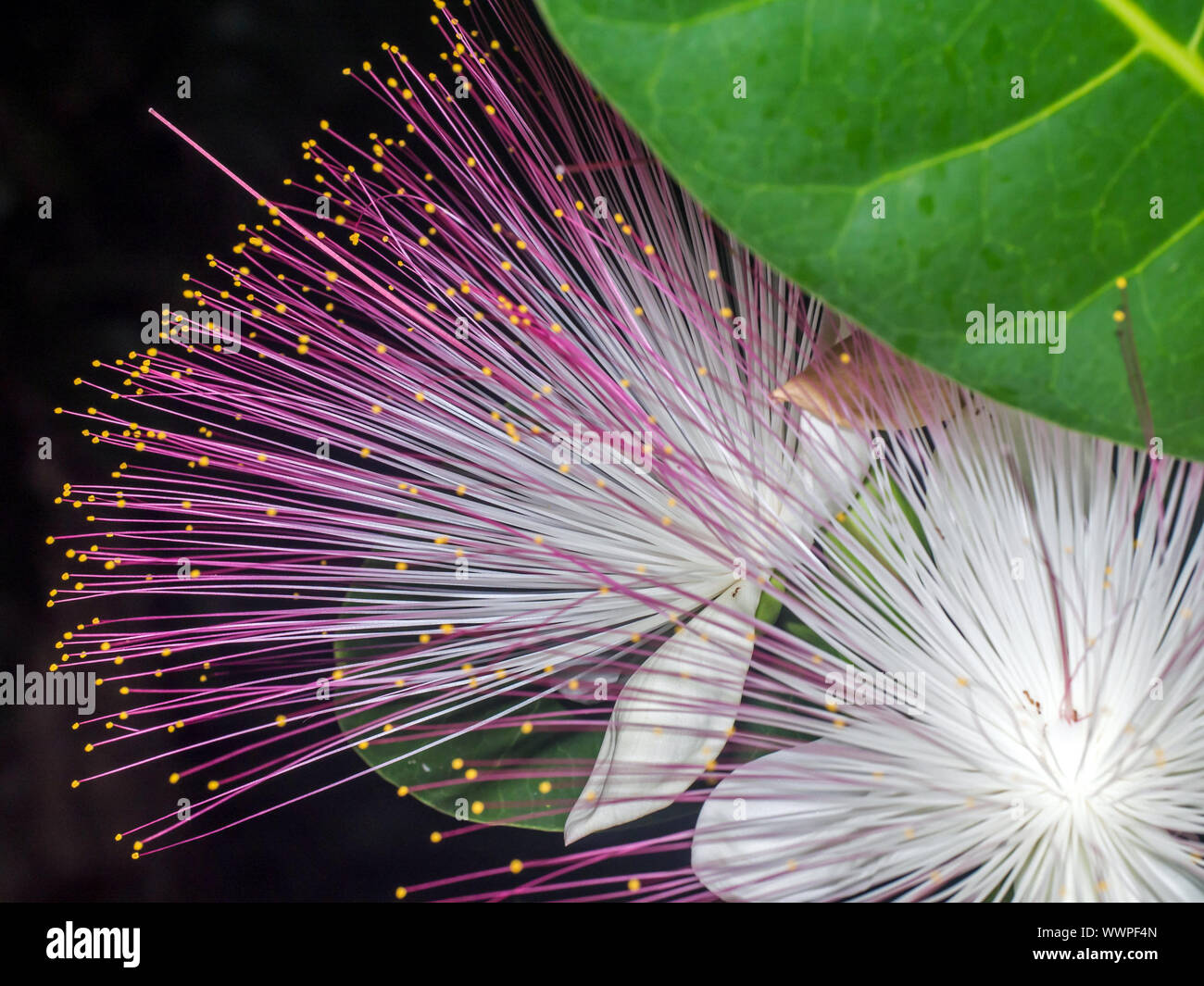 Bituon tree hi-res stock photography and images - Alamy