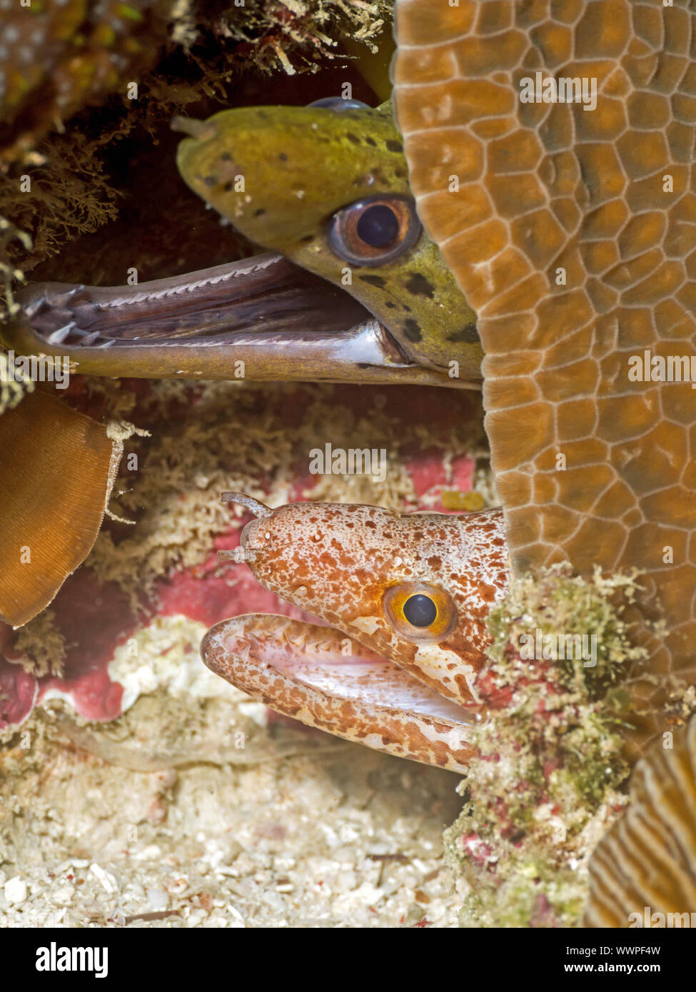 Pacific ocean eel hi-res stock photography and images - Alamy