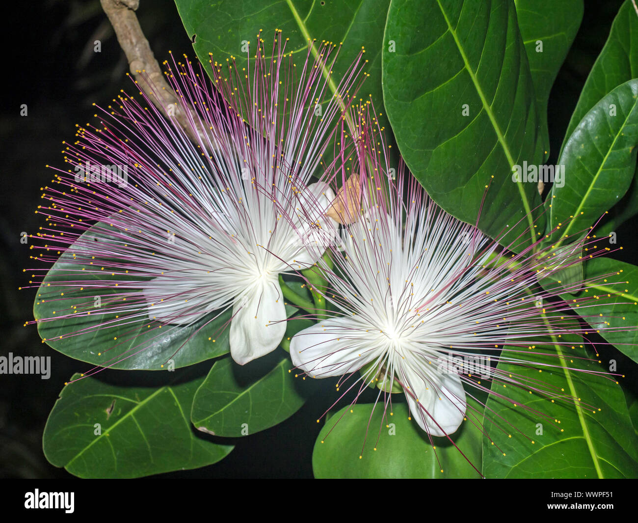 Bituon tree hi-res stock photography and images - Alamy