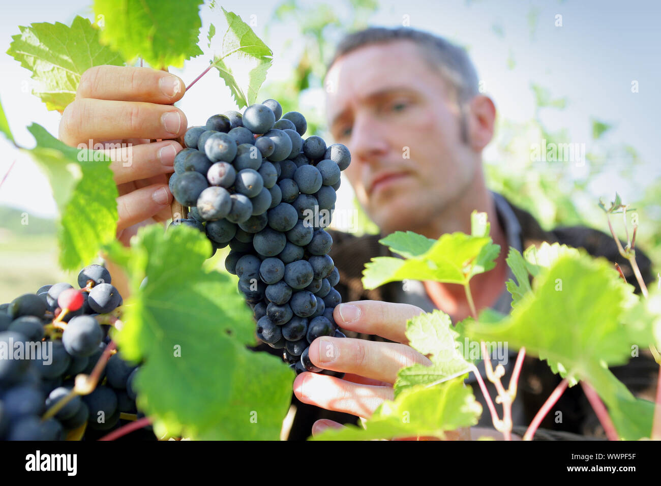 Man peasant harvest vintage hi-res stock photography and images - Alamy