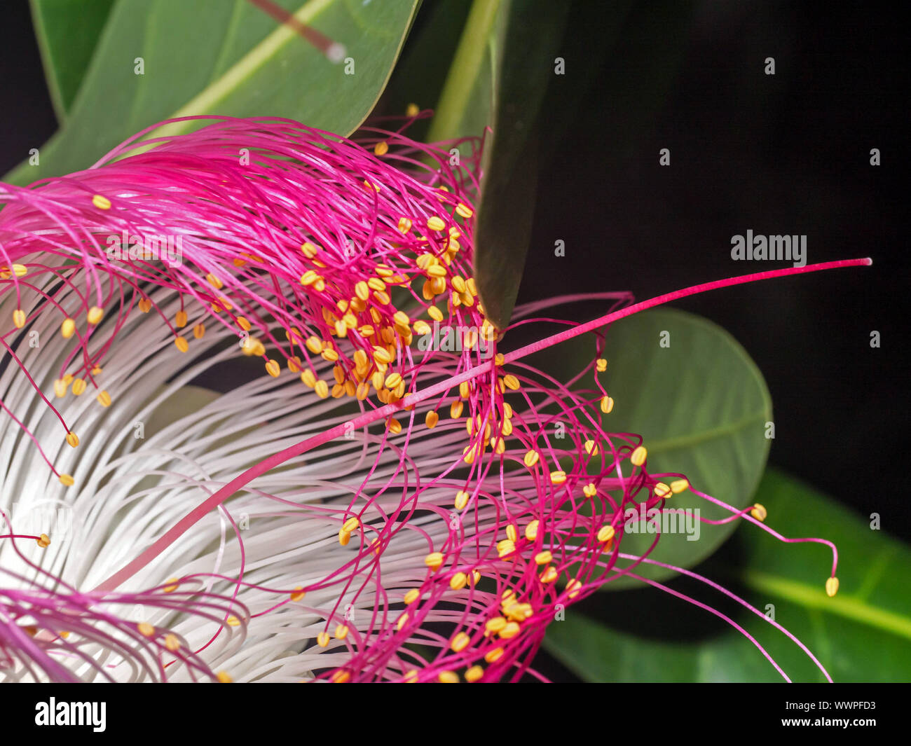 Exotic bloom closeup hi-res stock photography and images - Alamy