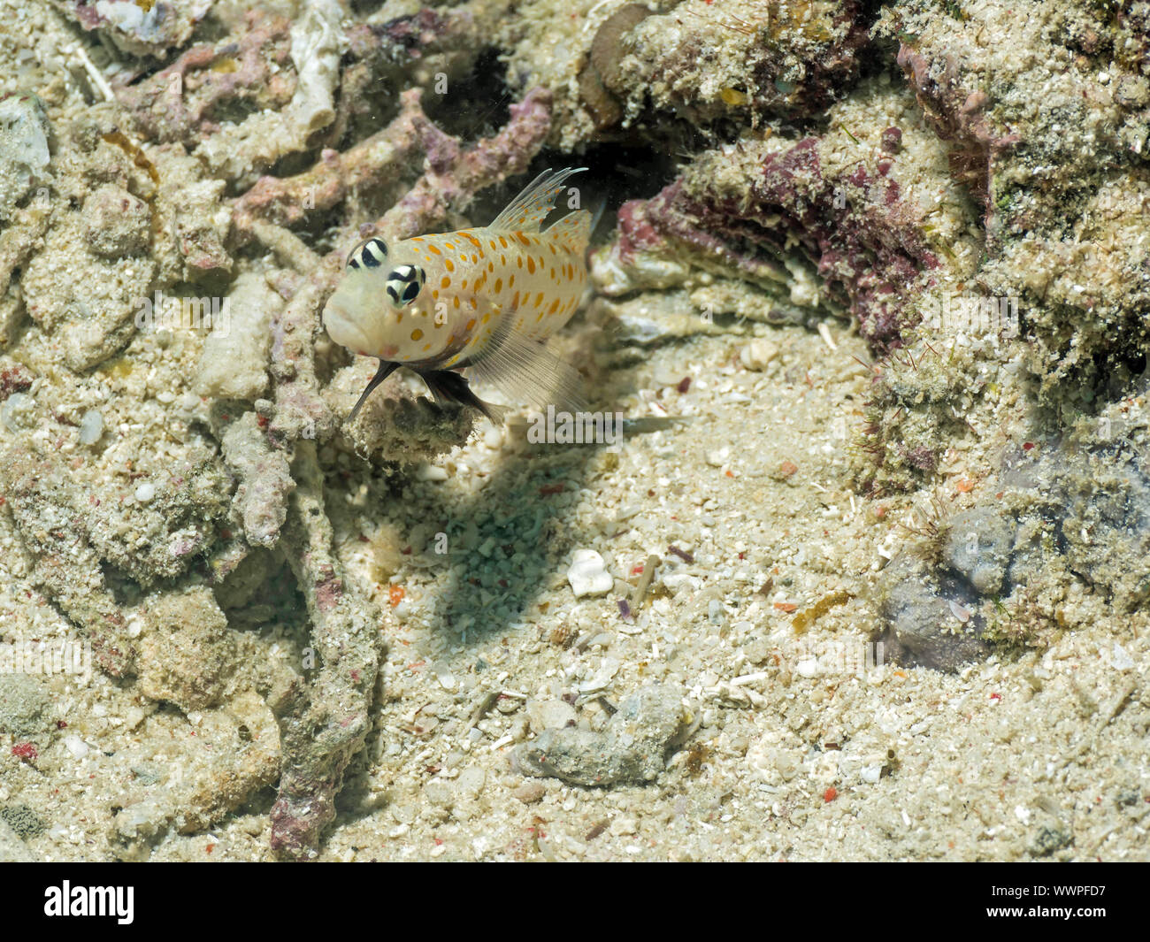 Spotted prawn goby amblyeleotris guttata hi-res stock photography and ...