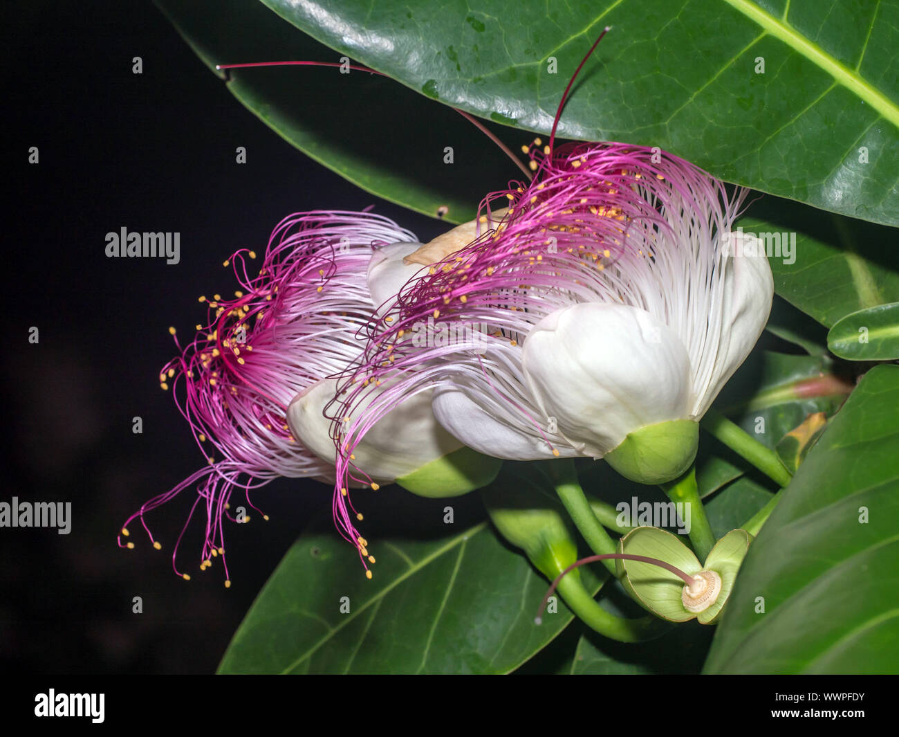 Bituon tree hi-res stock photography and images - Alamy