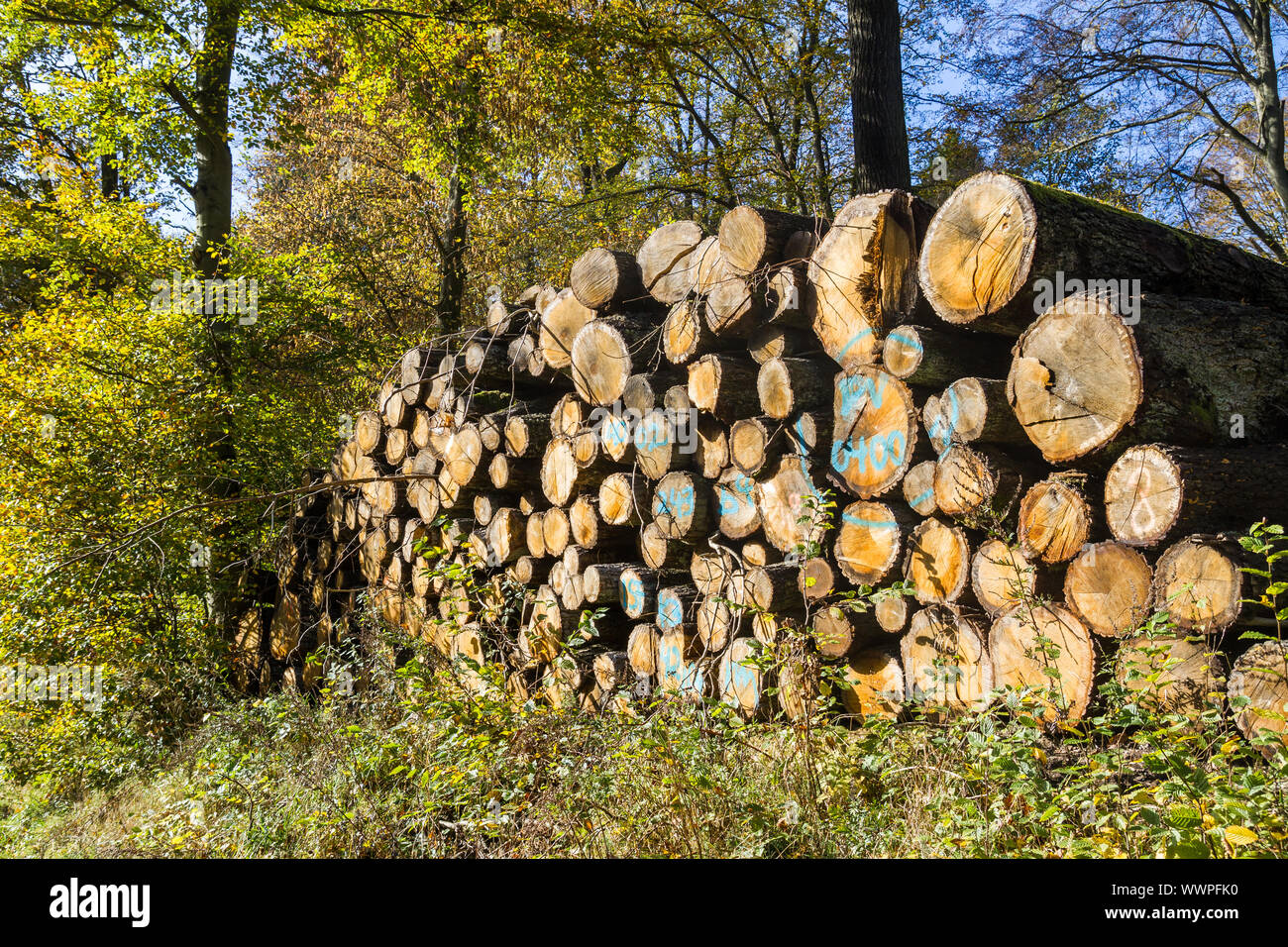 Timber harv hi-res stock photography and images - Alamy