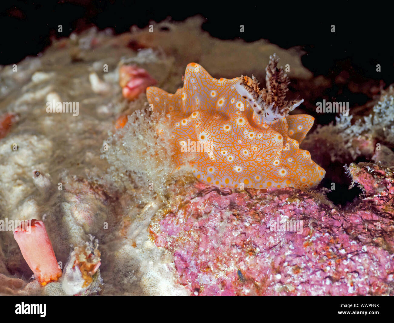 Dorid Nudibranch (Halgerda batangas Stock Photo - Alamy