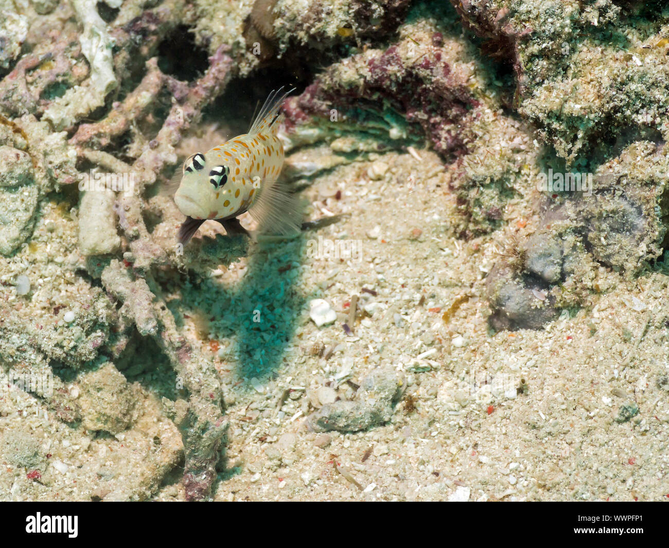 Orange Spotted Goby Stock Photo - Alamy