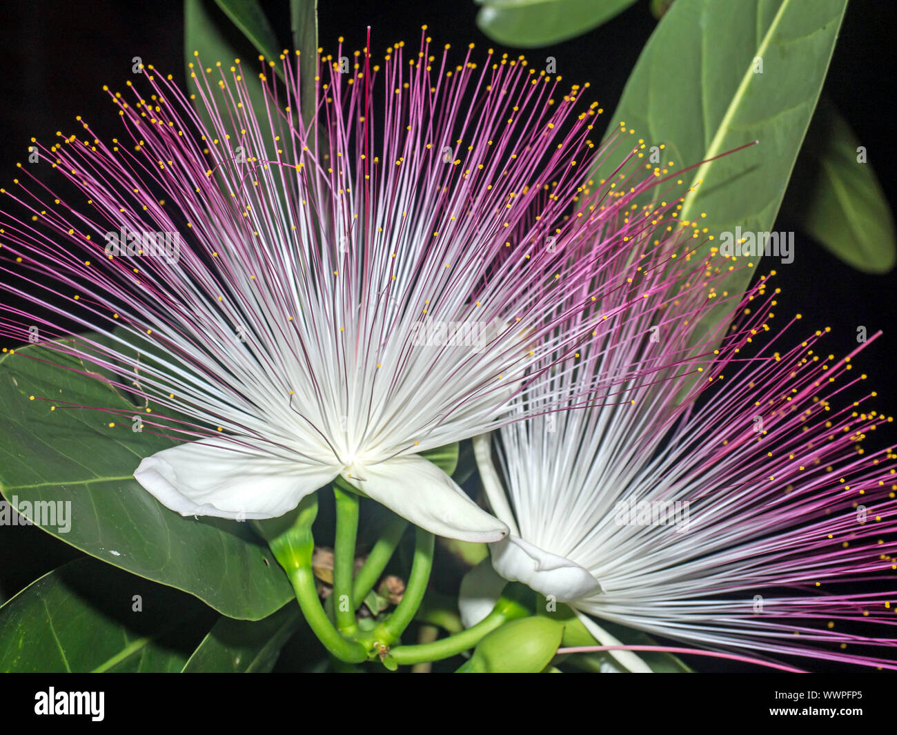 Bituon tree hi-res stock photography and images - Alamy