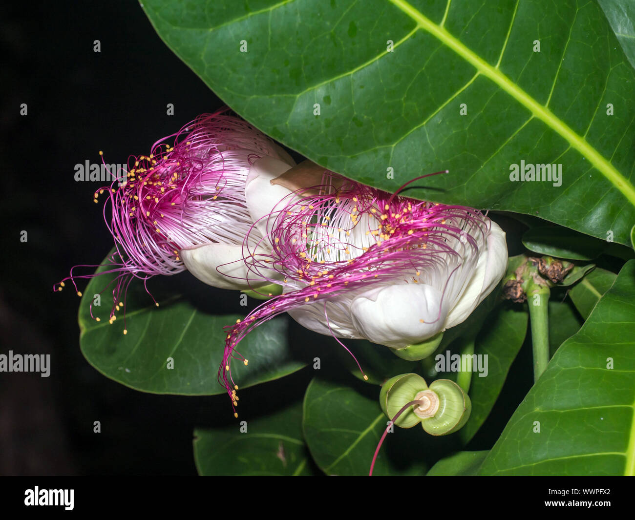 Bituon tree hi-res stock photography and images - Alamy