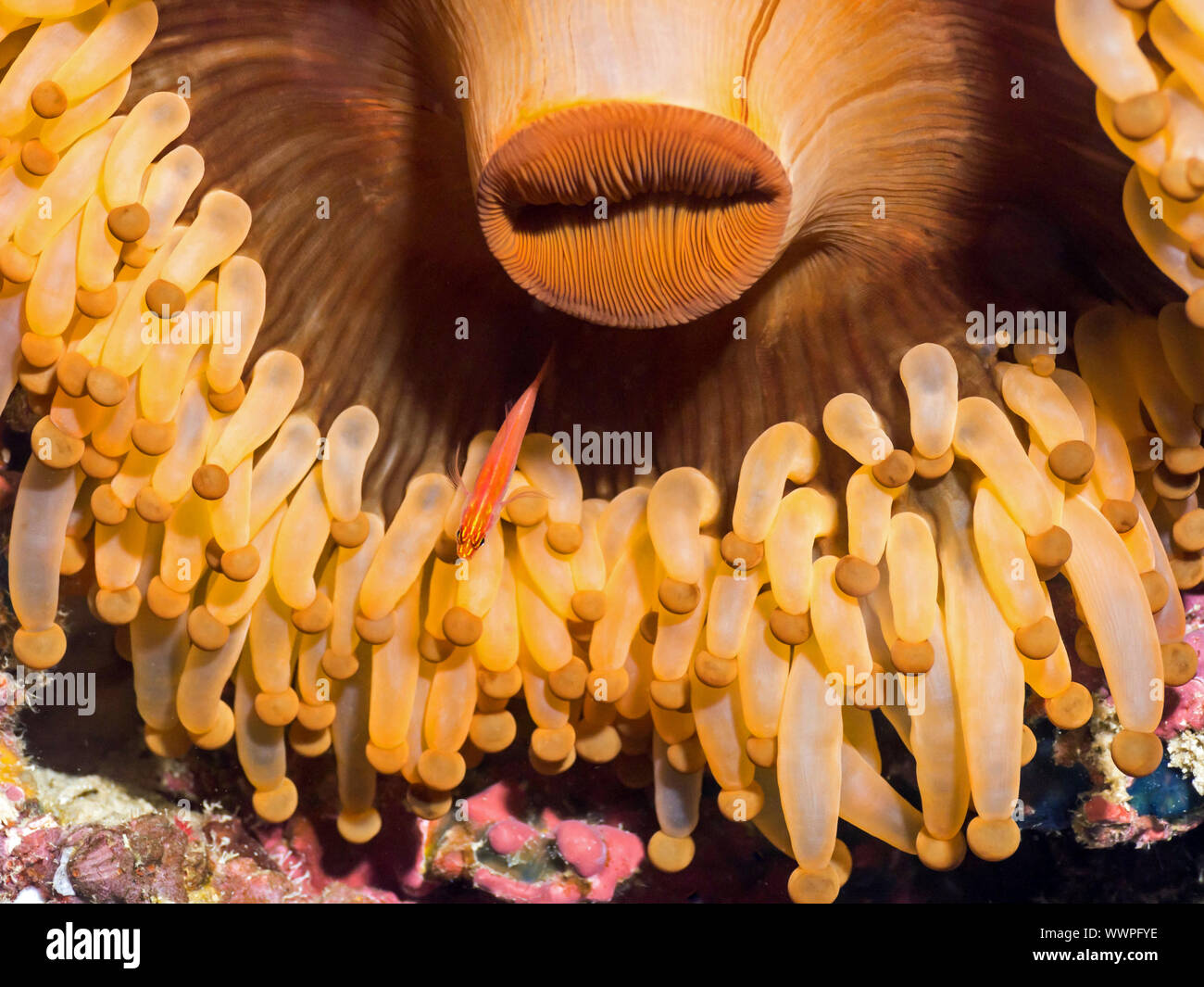 Small fish closeup hi-res stock photography and images - Alamy