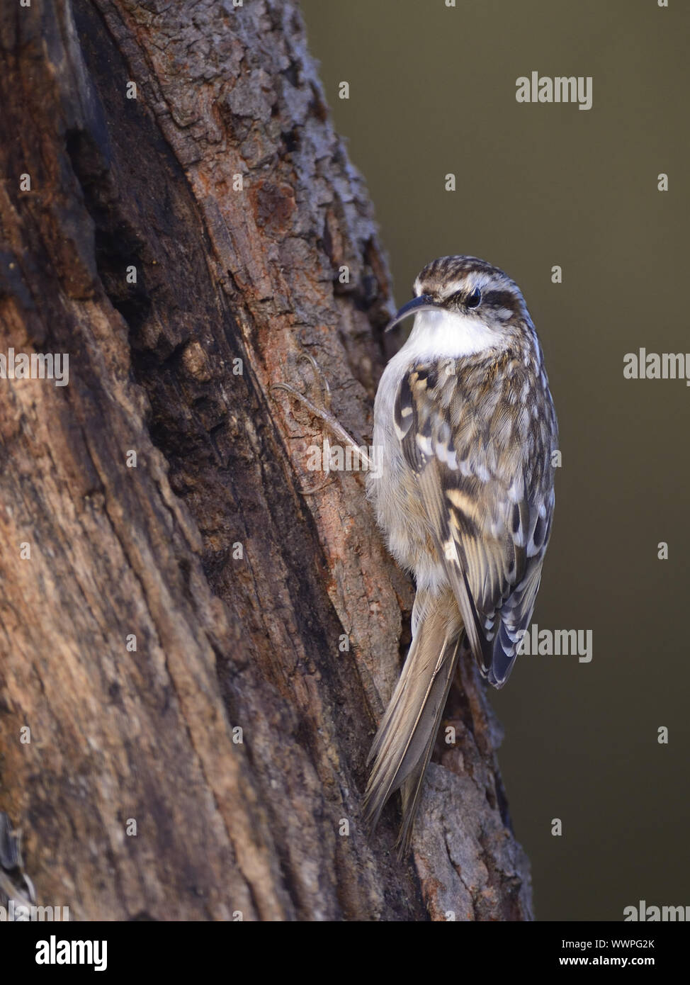 Creeper animal hi-res stock photography and images - Alamy