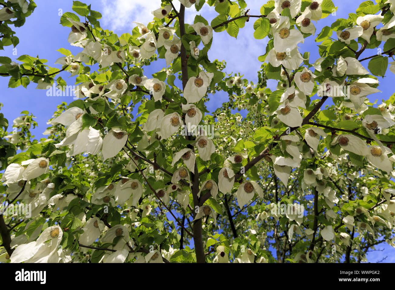Travel pigeon hi-res stock photography and images - Alamy