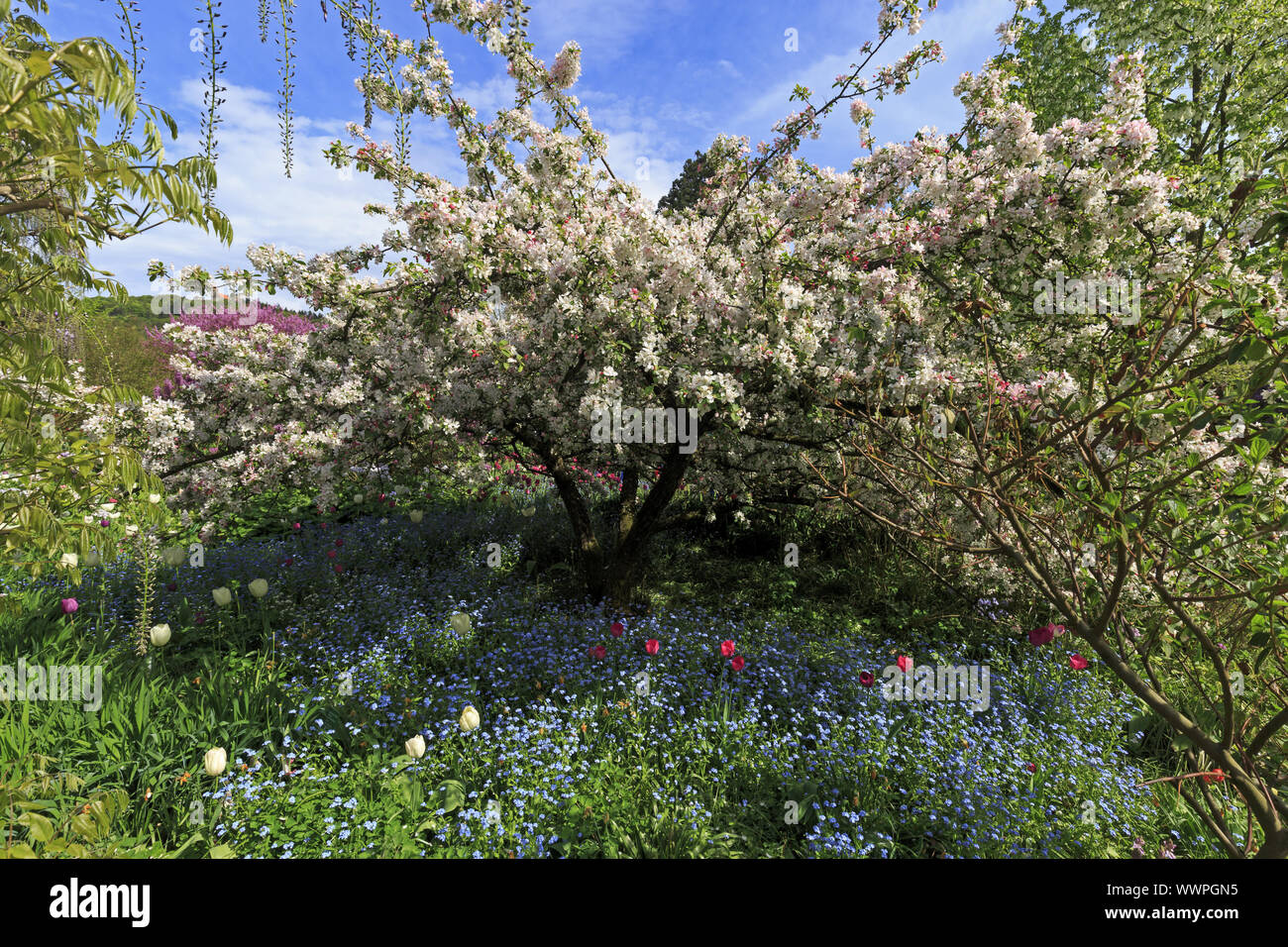wild apple tree Stock Photo - Alamy