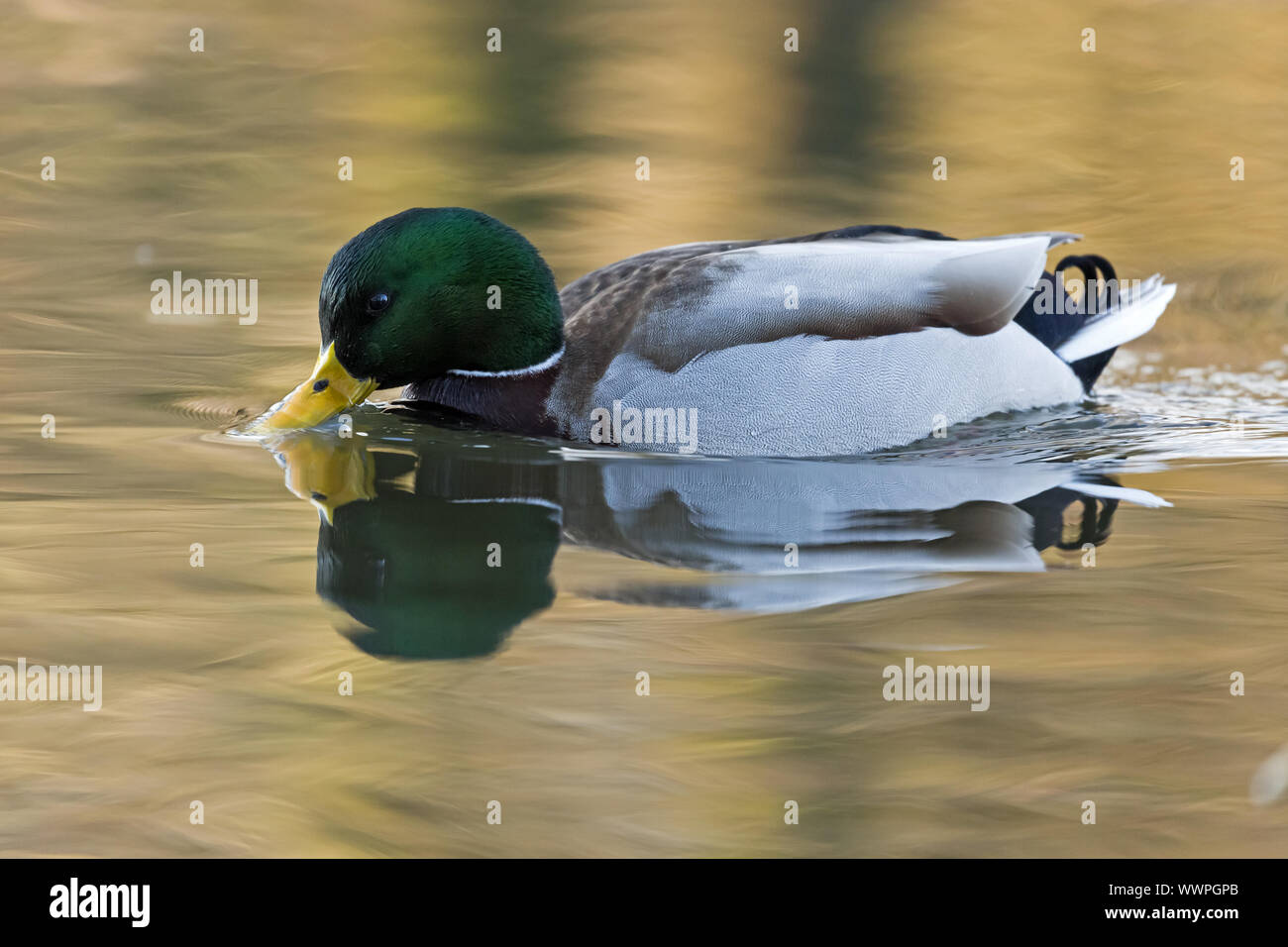 wild duck, mallard Stock Photo - Alamy