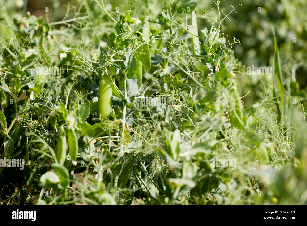 Pea farming hi-res stock photography and images - Alamy
