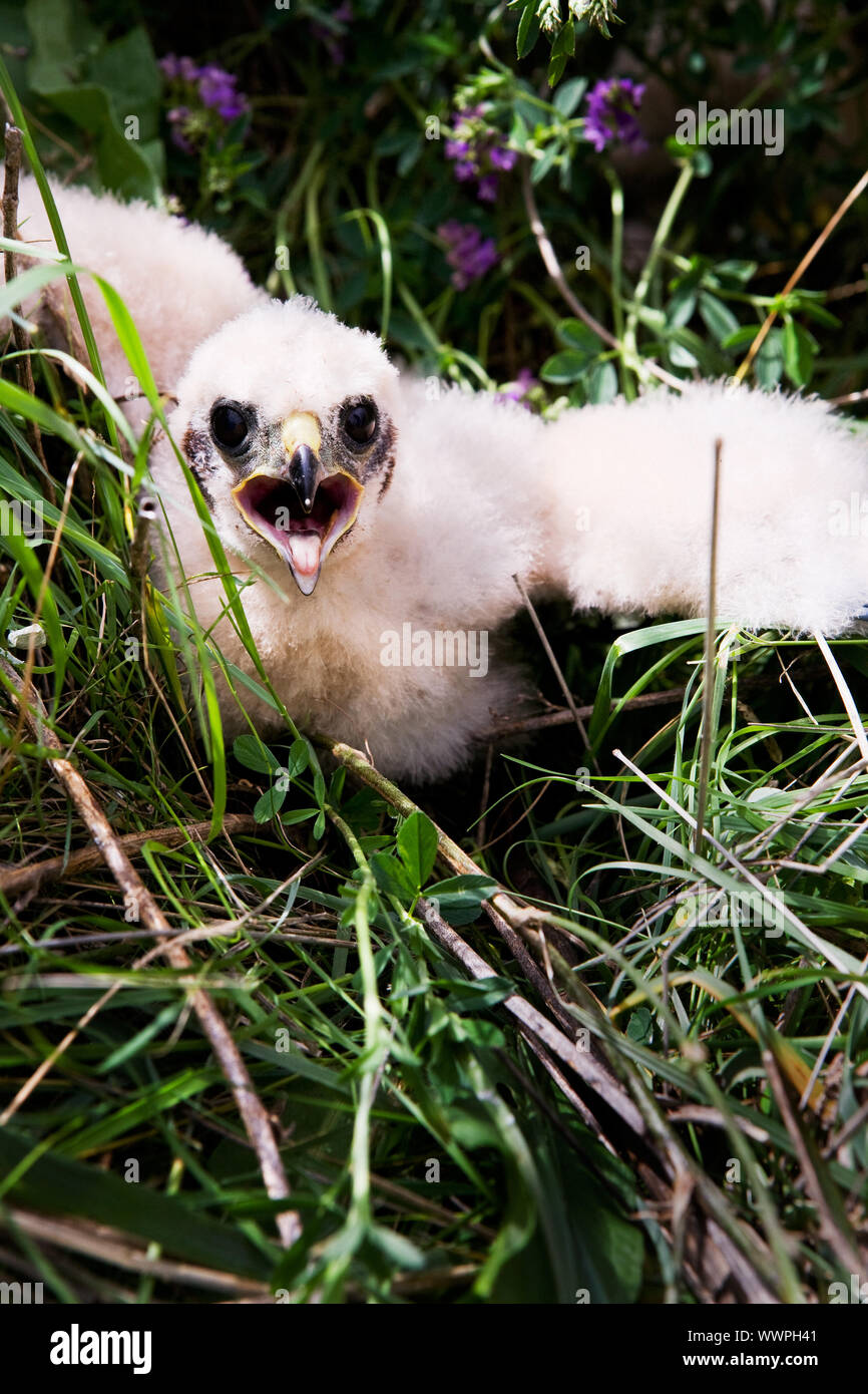Prairie Falcon Chick Stock Photo - Alamy