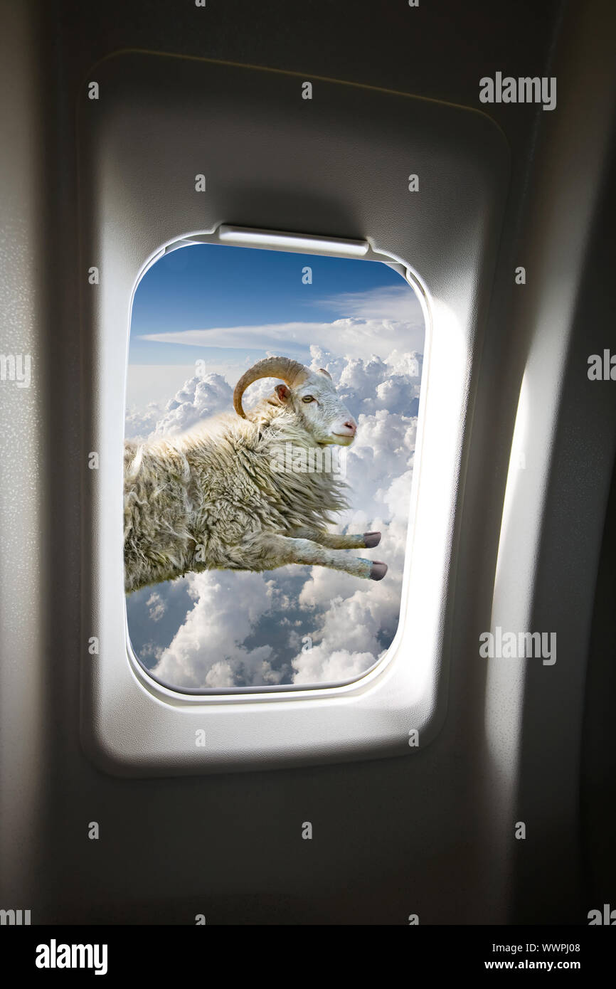 A flying sheep outside a plane window Stock Photo - Alamy