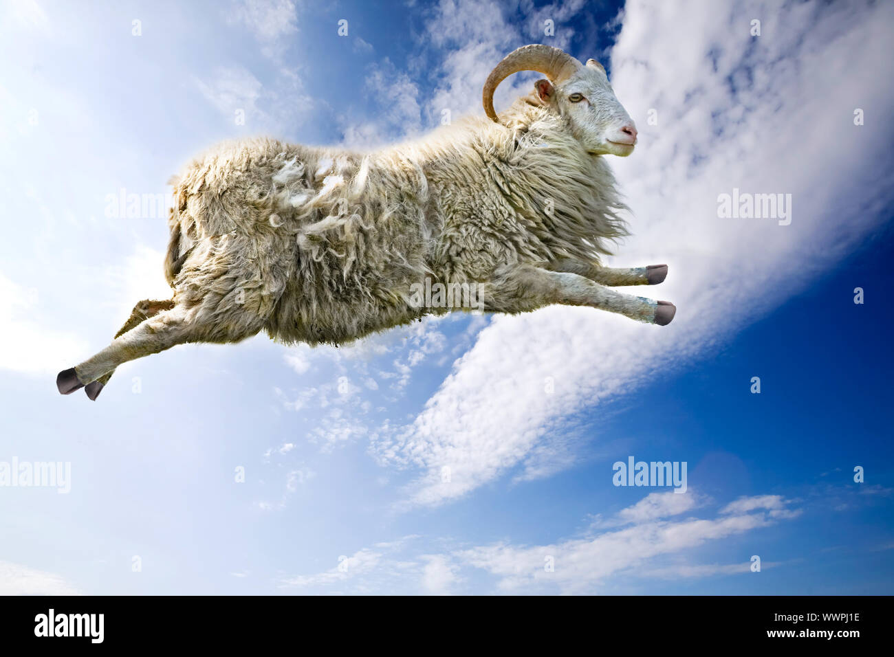 Flying sheep hi-res stock photography and images - Alamy