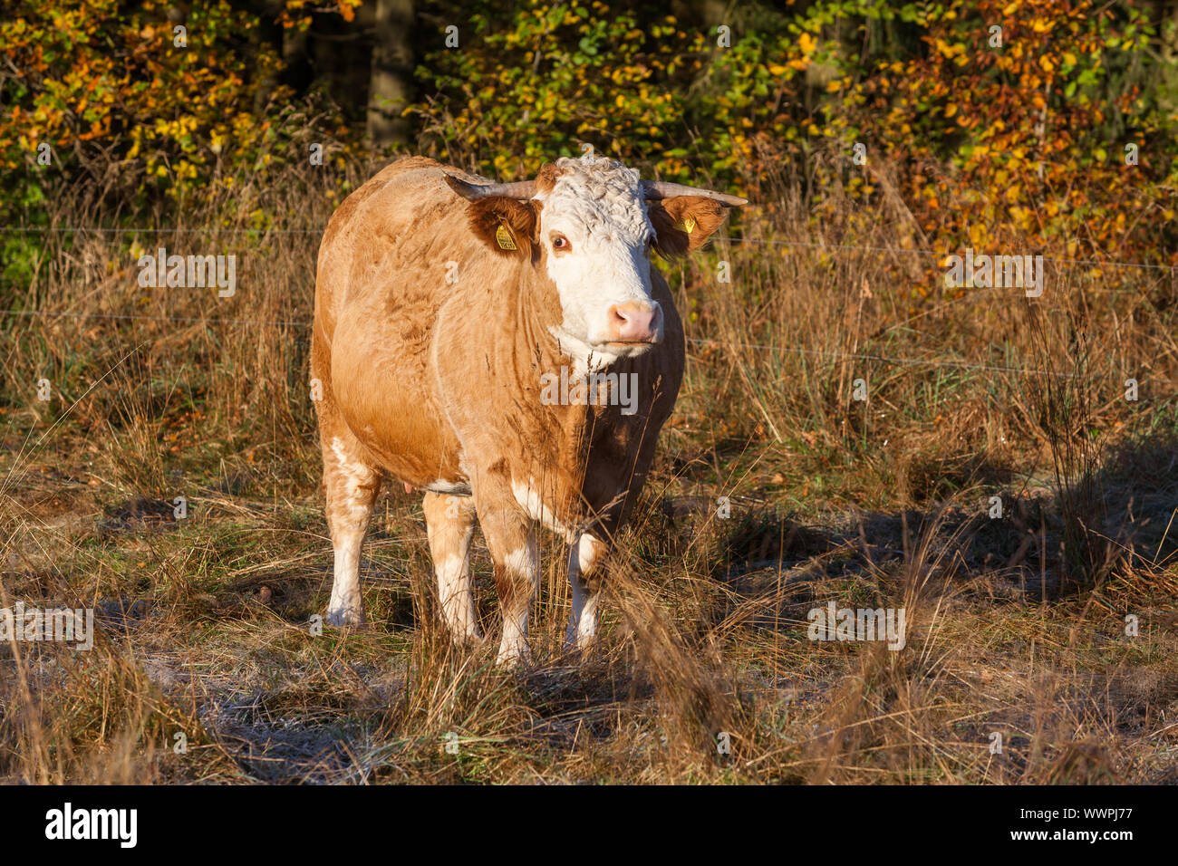 Agriculture Animal husbandry Open land Cow herd Stock Photo - Alamy