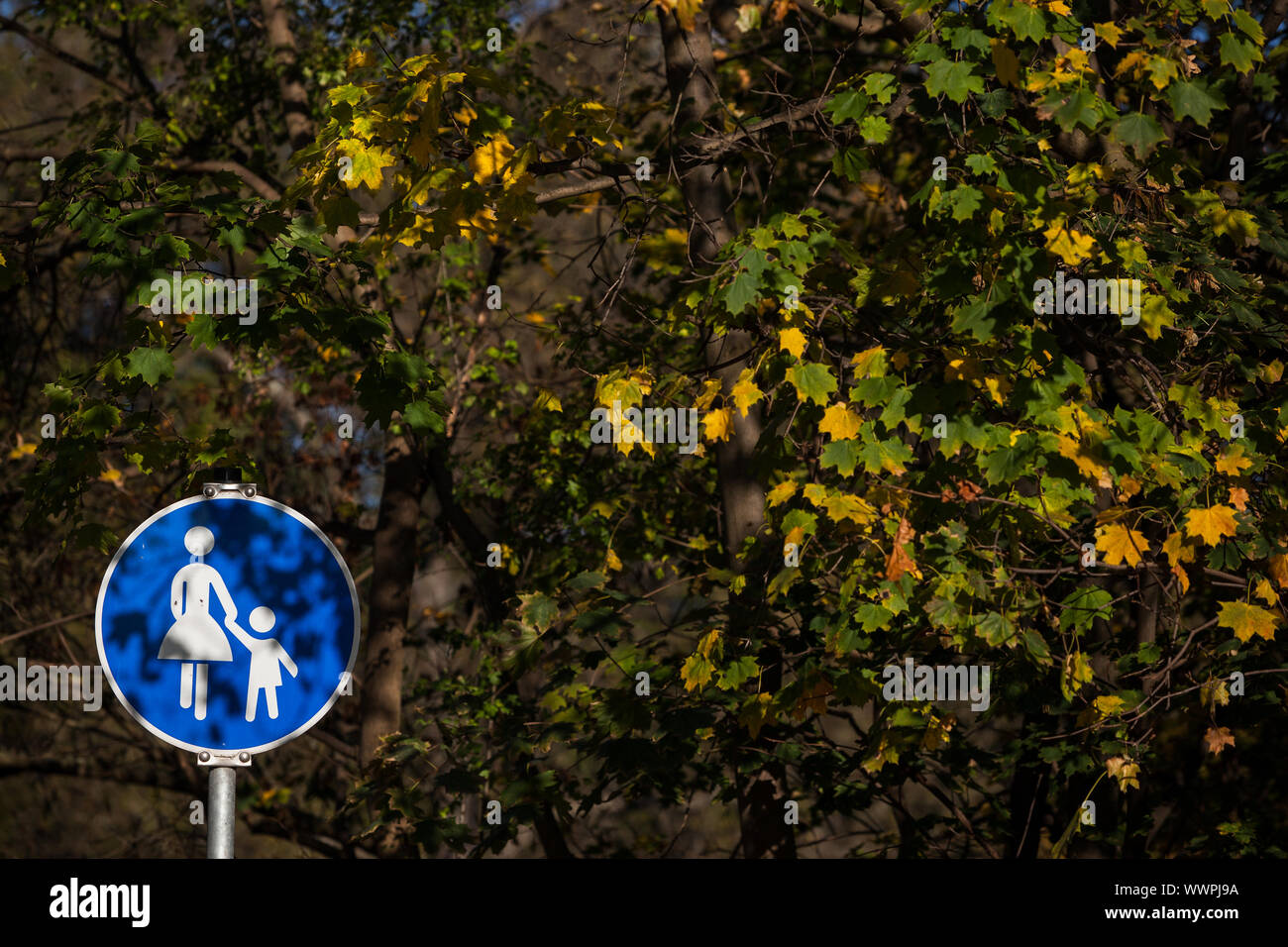 Traffic signs tree hi-res stock photography and images - Alamy
