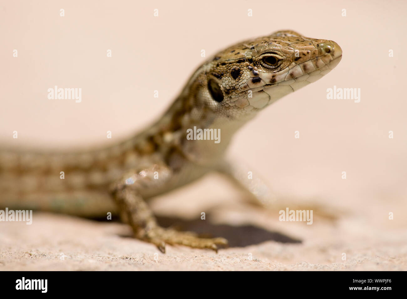 Maltese lizard hi-res stock photography and images - Alamy