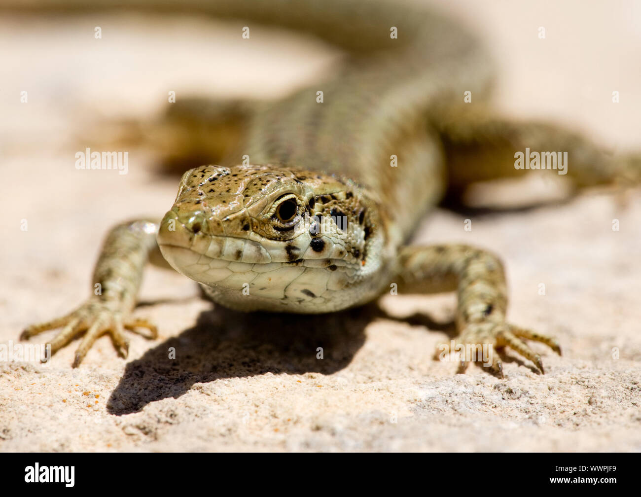 Maltese wall lizard hi-res stock photography and images - Alamy
