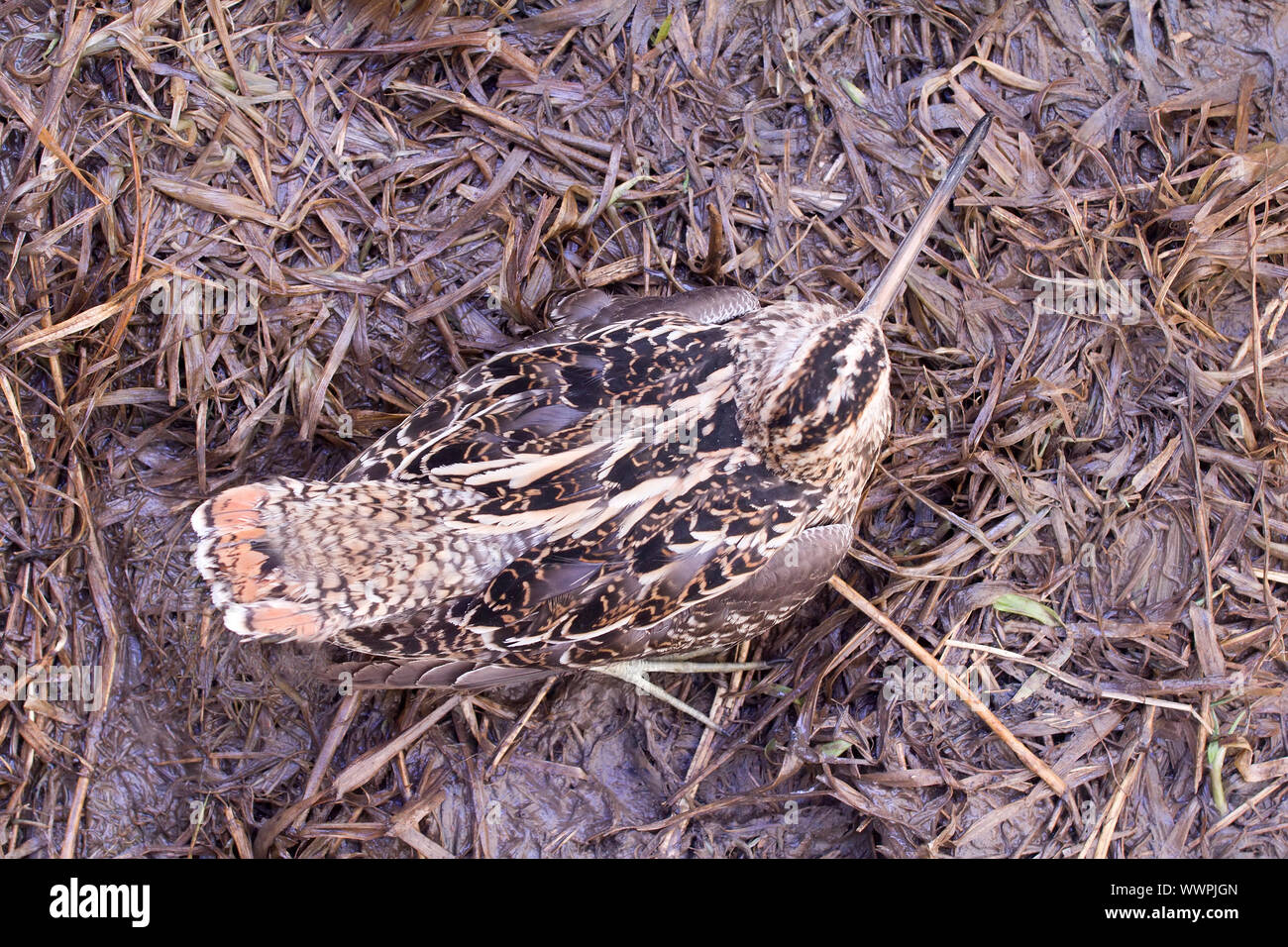 Gallinago ga hi-res stock photography and images - Alamy
