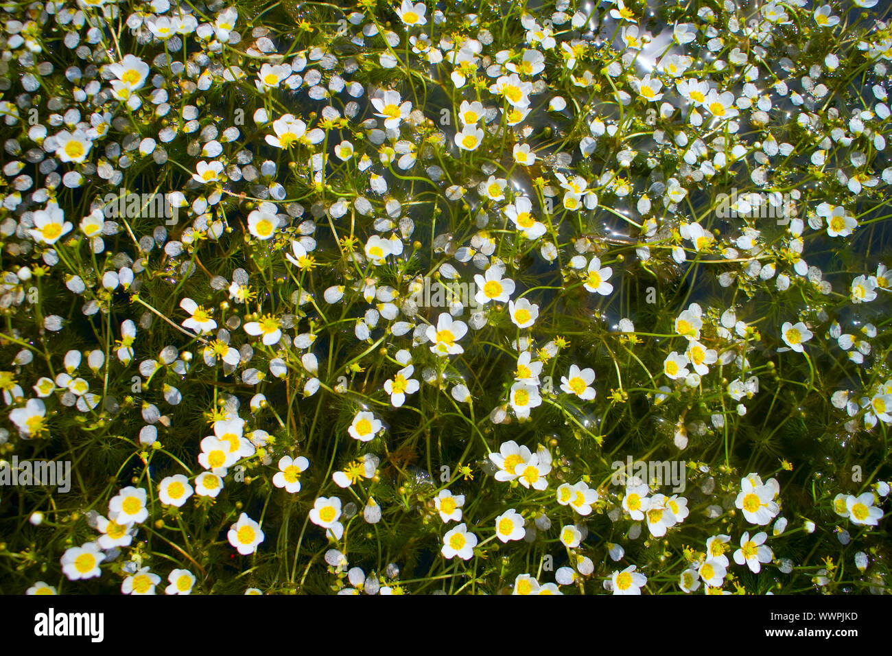 beautiful carpet of snow-white water flowers cover waterbody Stock ...