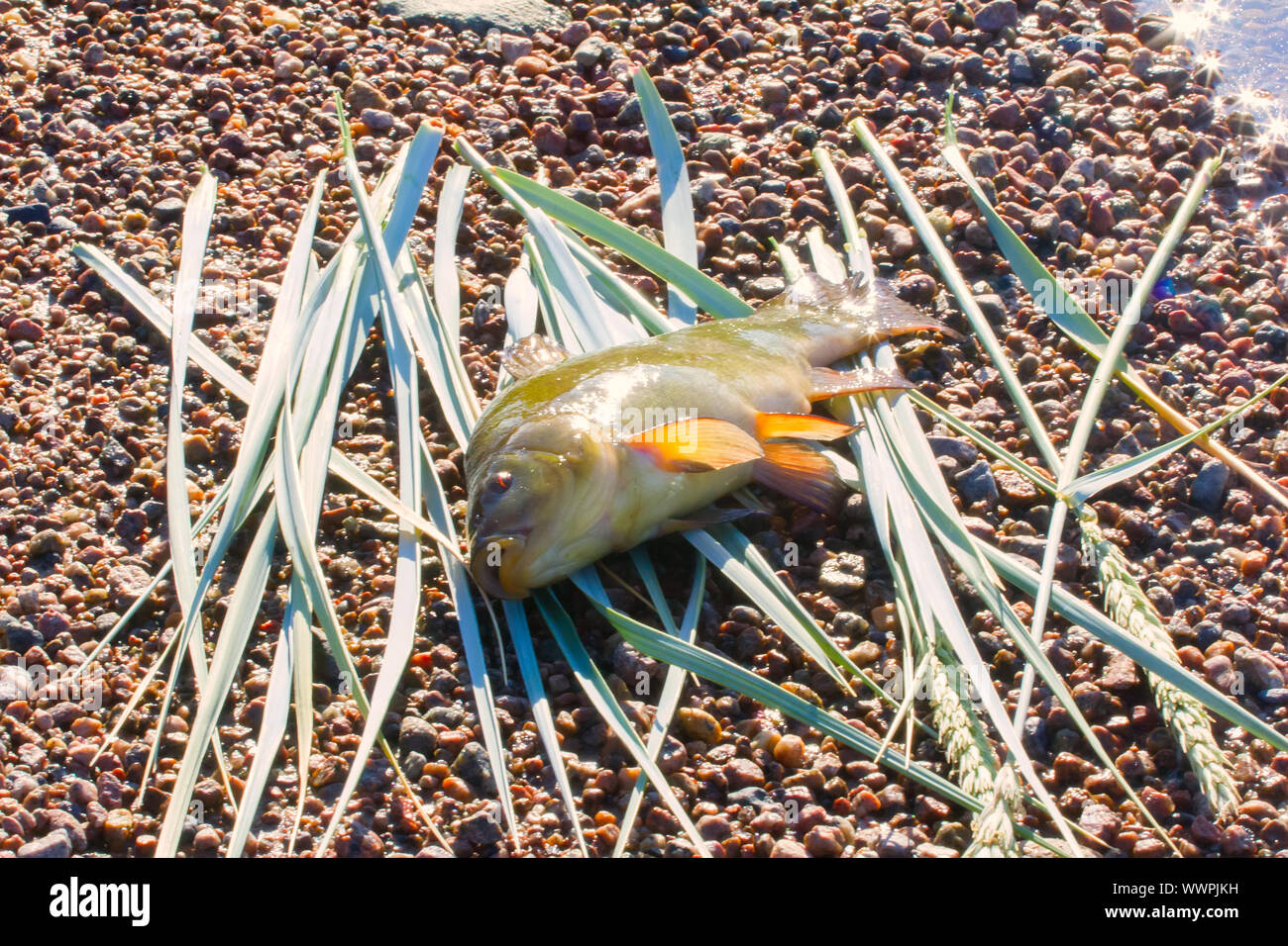 Good catch. Tench is a very tasty fish Stock Photo - Alamy