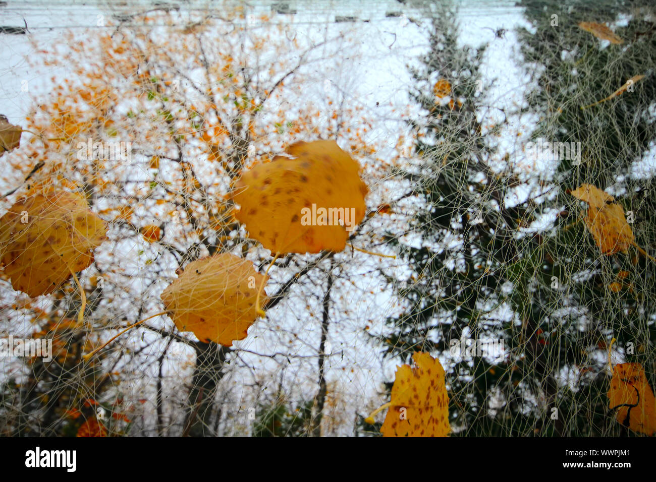 Unusual autumn motif concept Stock Photo - Alamy