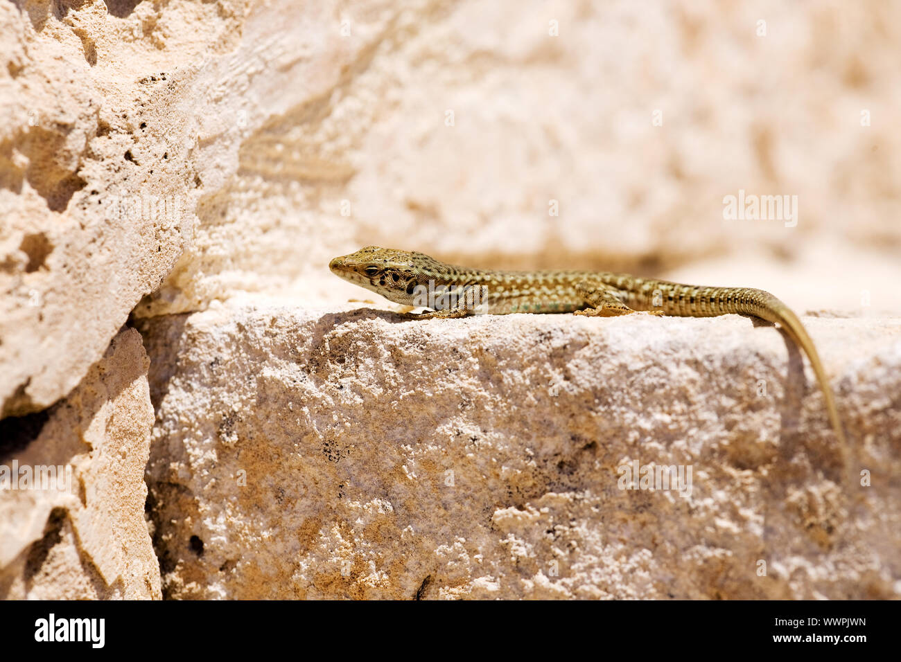 Malta lizard podarcis filfolensis hi-res stock photography and images ...