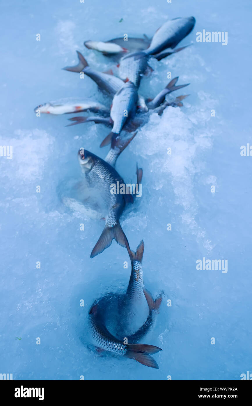 Freshly caught fish on ice in a very windy day Stock Photo - Alamy