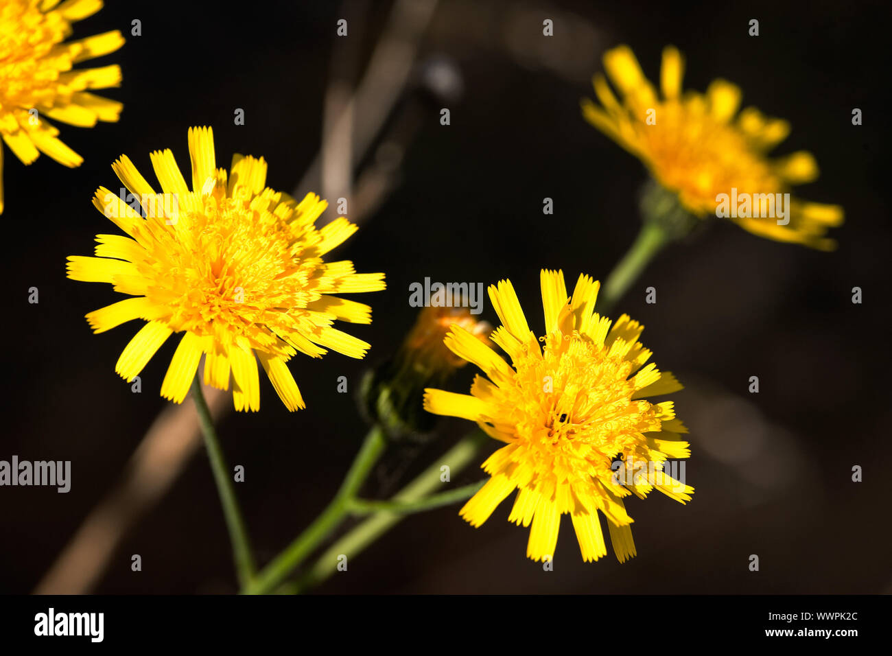 Hieracium pratense hi-res stock photography and images - Alamy
