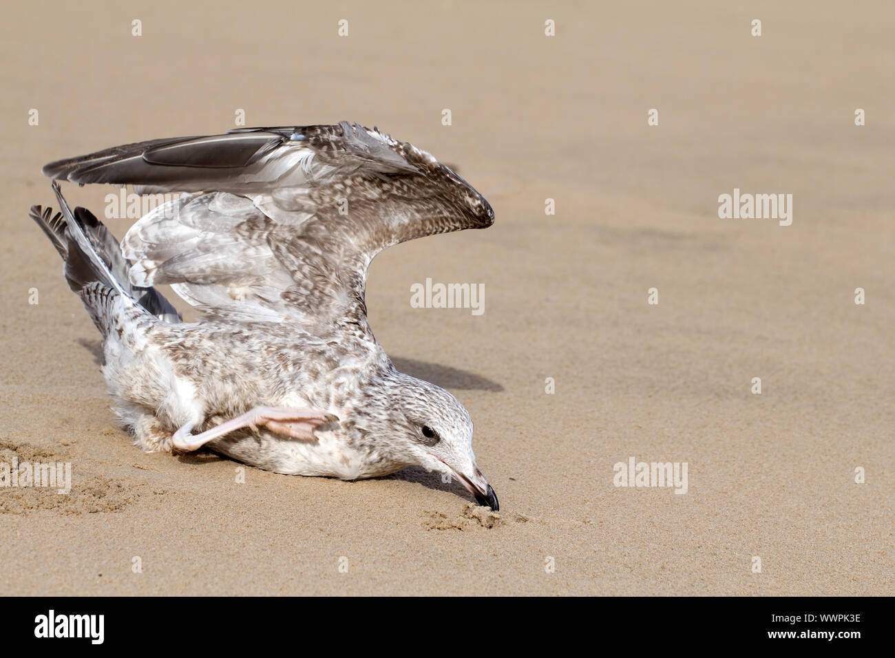 seagull dies in a trap from the thrown line Stock Photo - Alamy