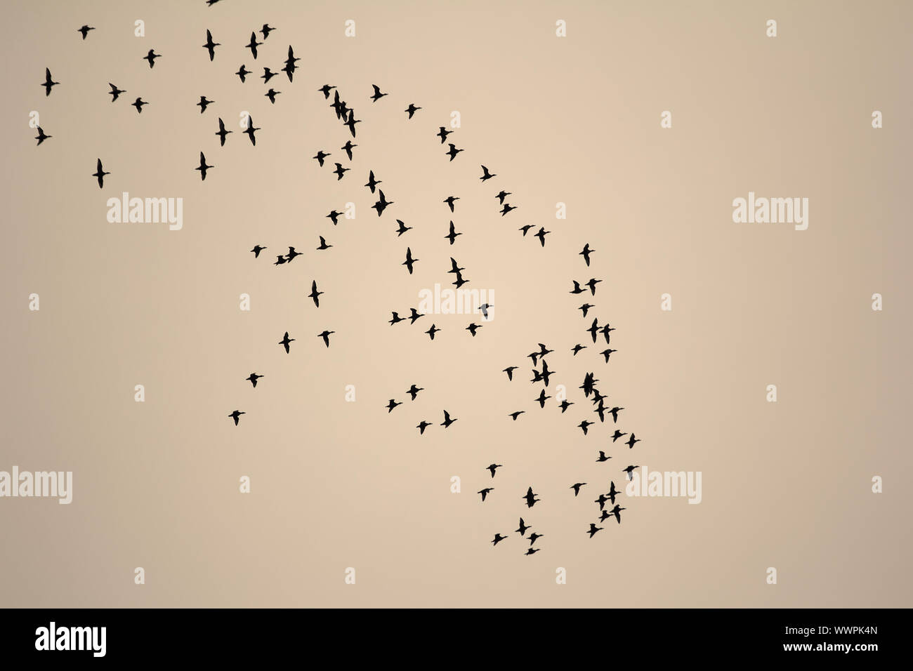 Fall: flocks of migratory birds fly to warmer climes Stock Photo - Alamy