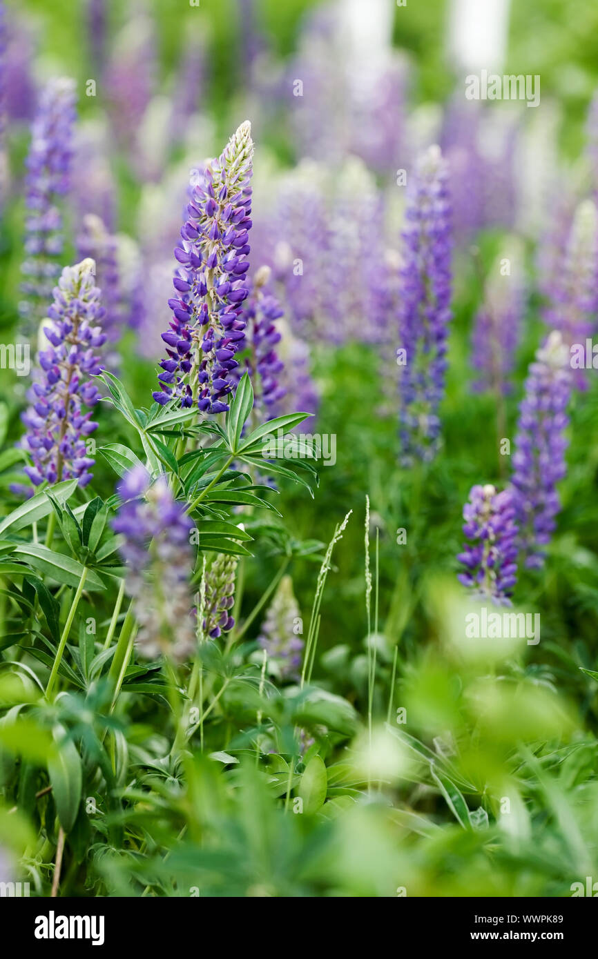 Purple lupin hi-res stock photography and images - Alamy