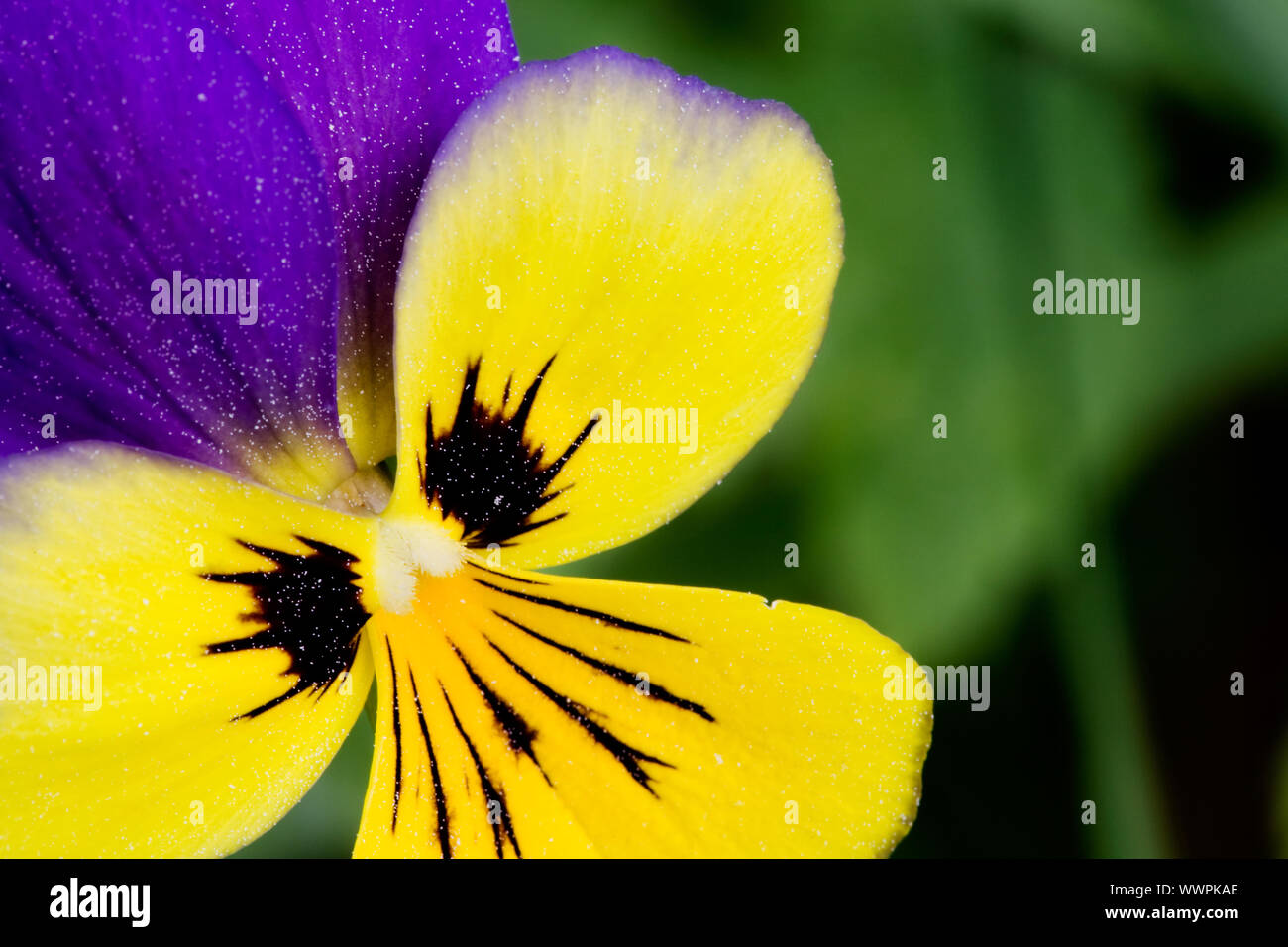 Johnny jump up flower hi-res stock photography and images - Alamy