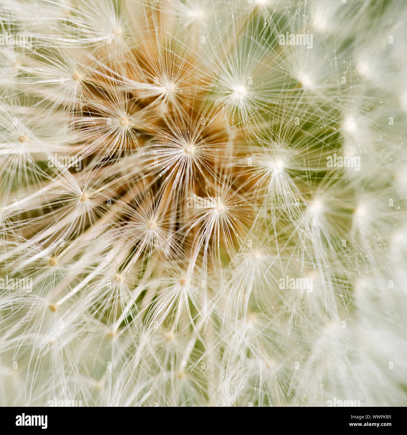Dandelion seed background macro texture Stock Photo - Alamy