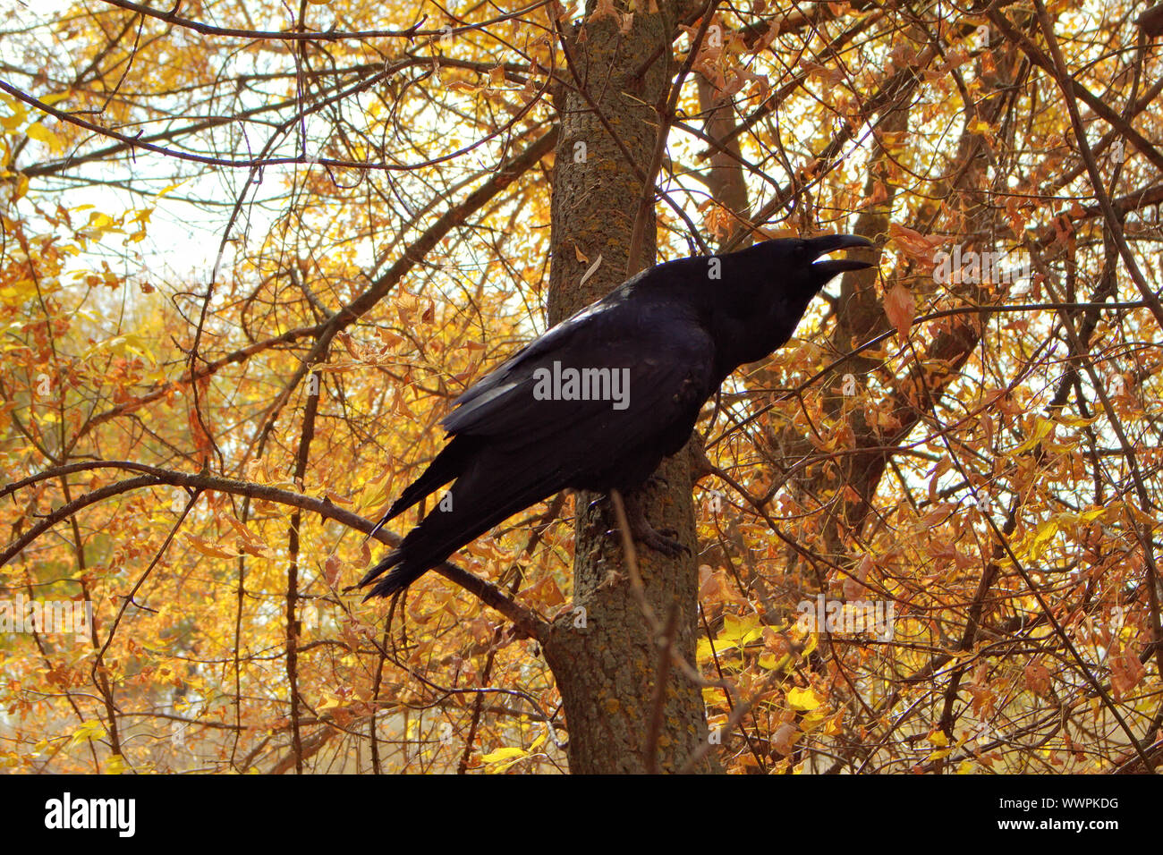 Raven black wise bird Stock Photo - Alamy
