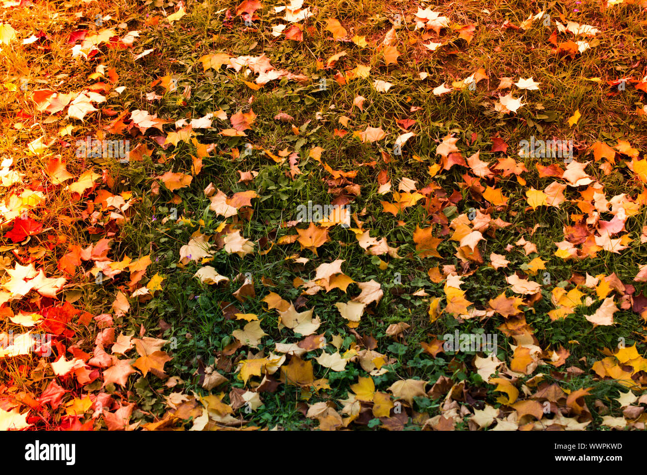 Autumn leaves texture for background. leaf background texture Stock ...