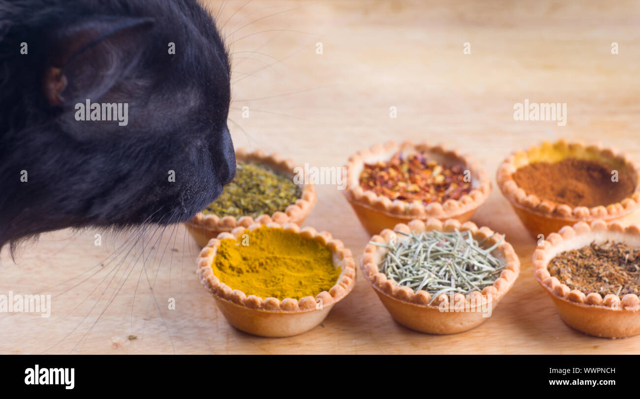 spices and cat expert in smell and taste Stock Photo - Alamy