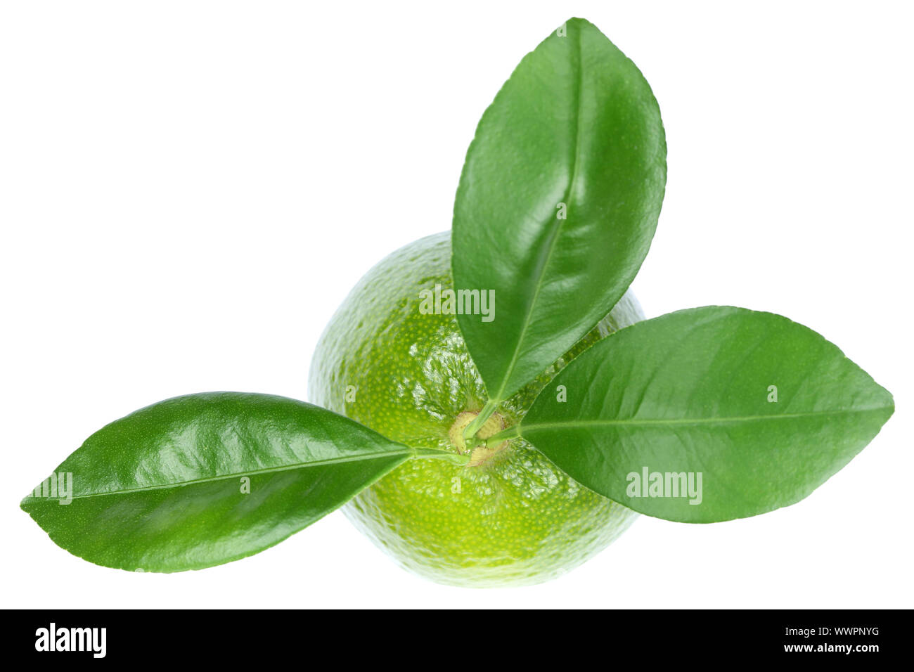 Lime Lime Lime Lime Lime Fruit from above Exemption isolated Stock ...