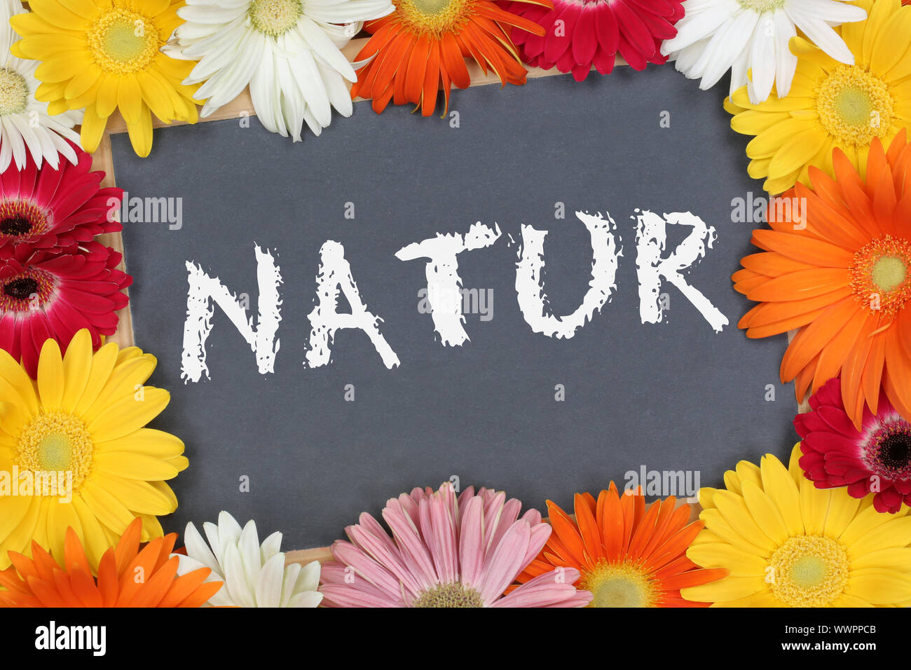 Nature garden with colorful flowers flower shield Stock Photo - Alamy